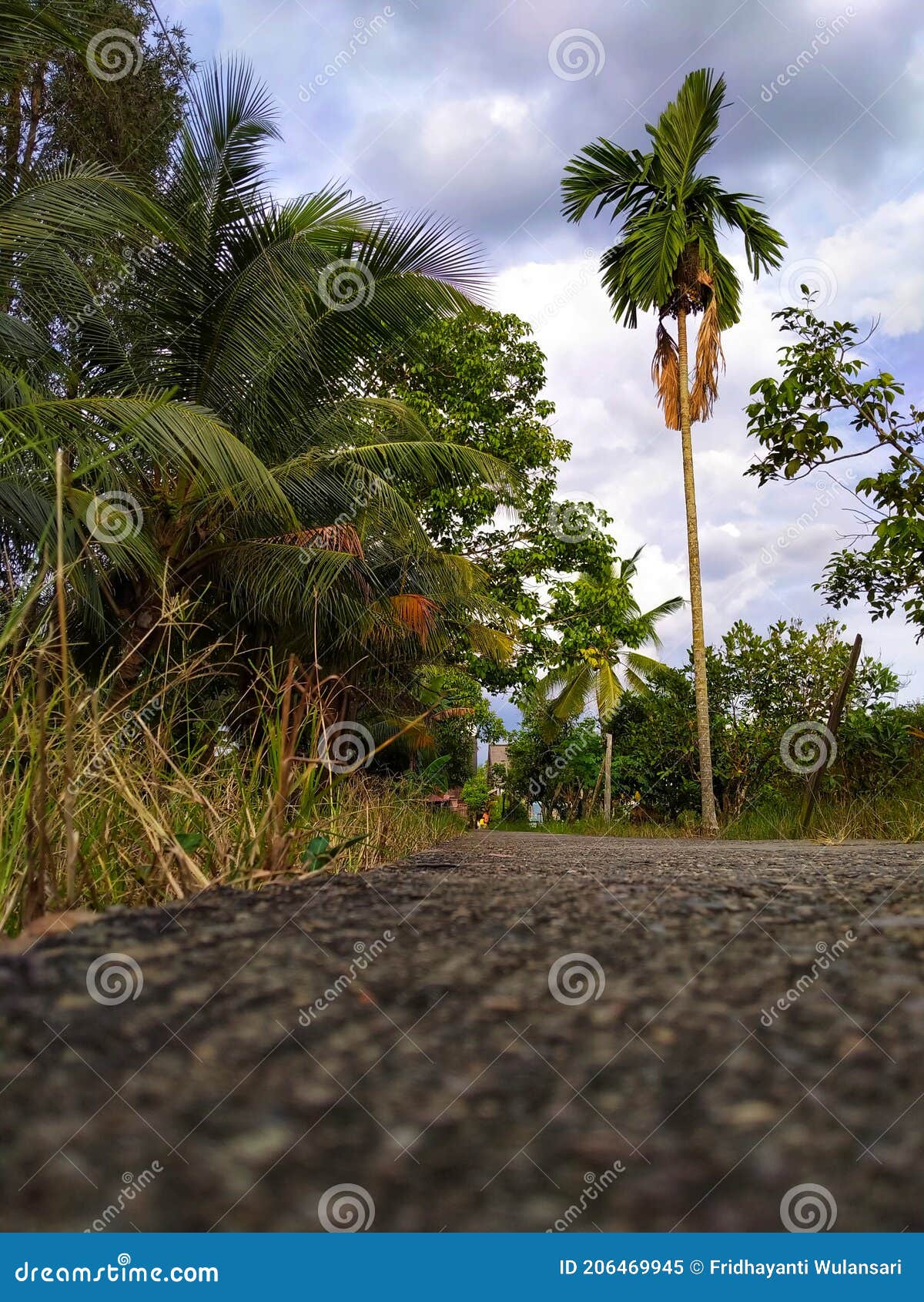 Bottom-angle View Plumeria Obtusa Tree With Cloudy-sky Background ...