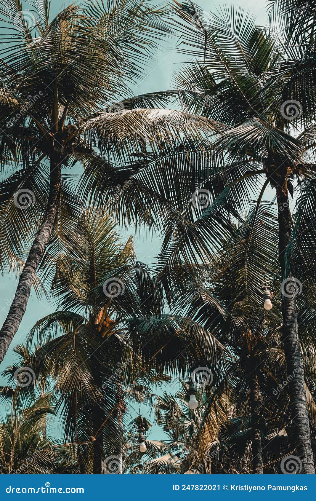 Coconut Tree Scenery with Blue Sky Background Stock Image - Image of ...