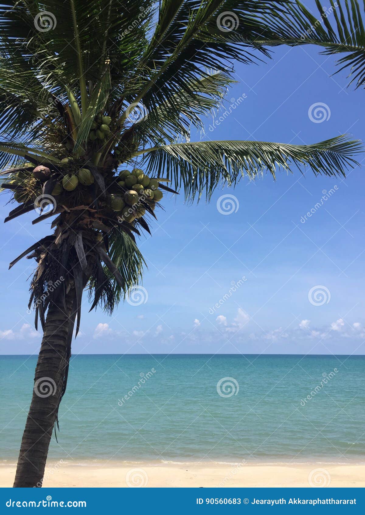 Coconut tree stock image. Image of coconut, souththailand - 90560683