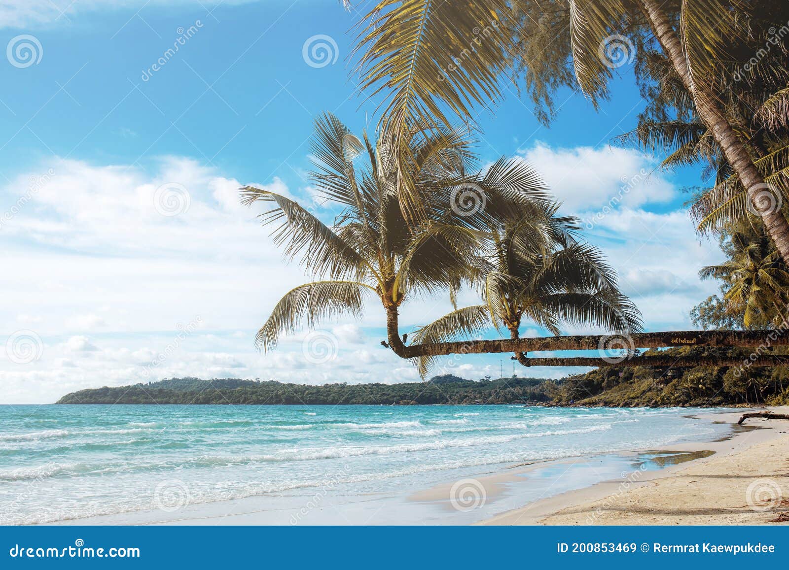 Coconut tree at the sea stock image. Image of seascape - 200853469