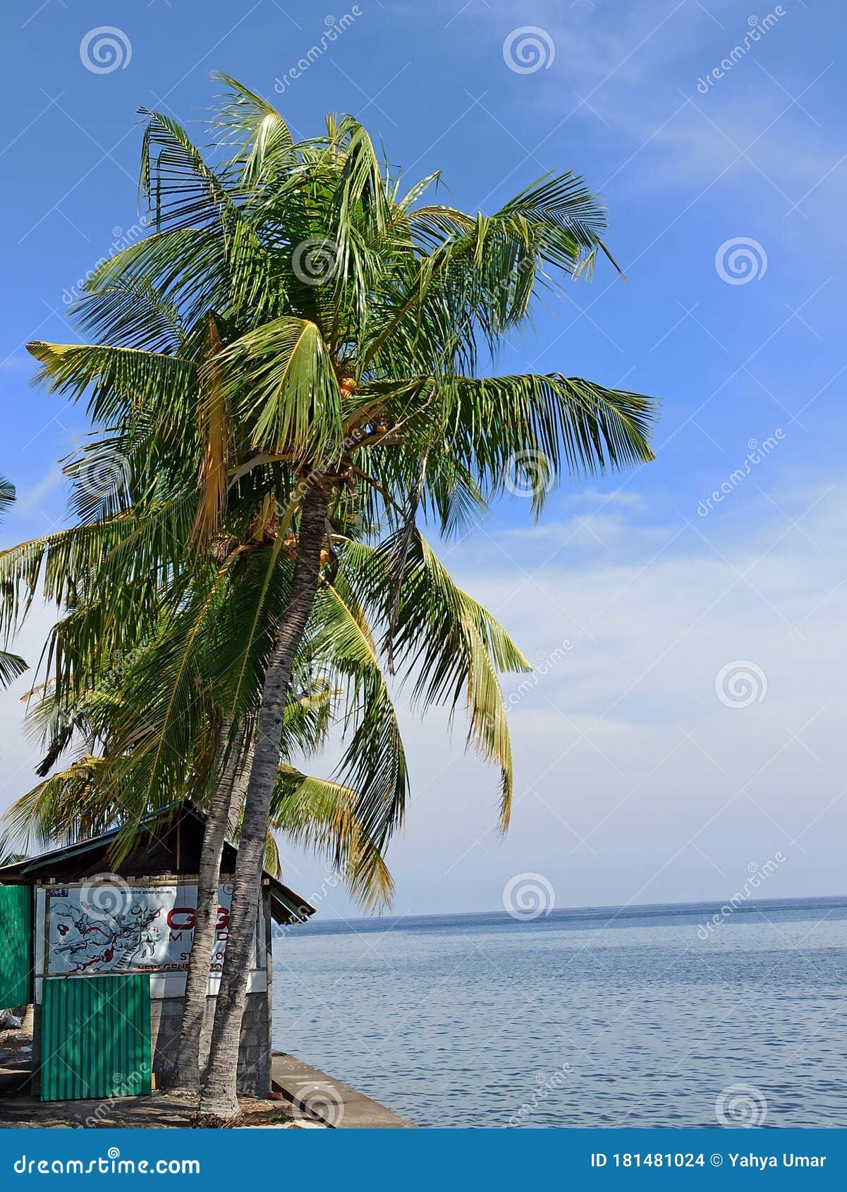 Coconut tree and sea stock photo. Image of flower, jungle - 181481024