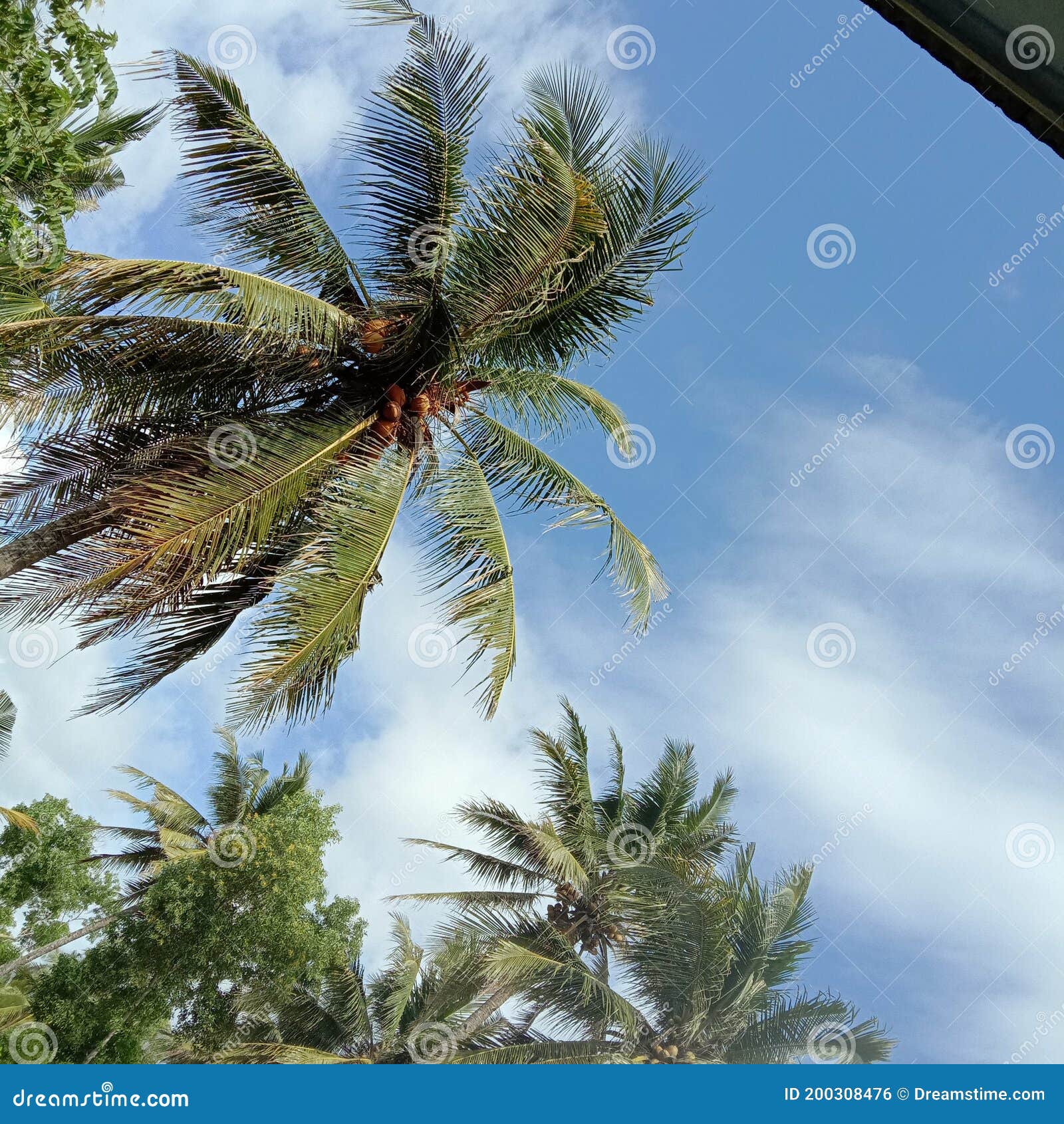 Coconut Tree Sea Pantai Kelapa Stock Photo - Image of coconut, tree ...