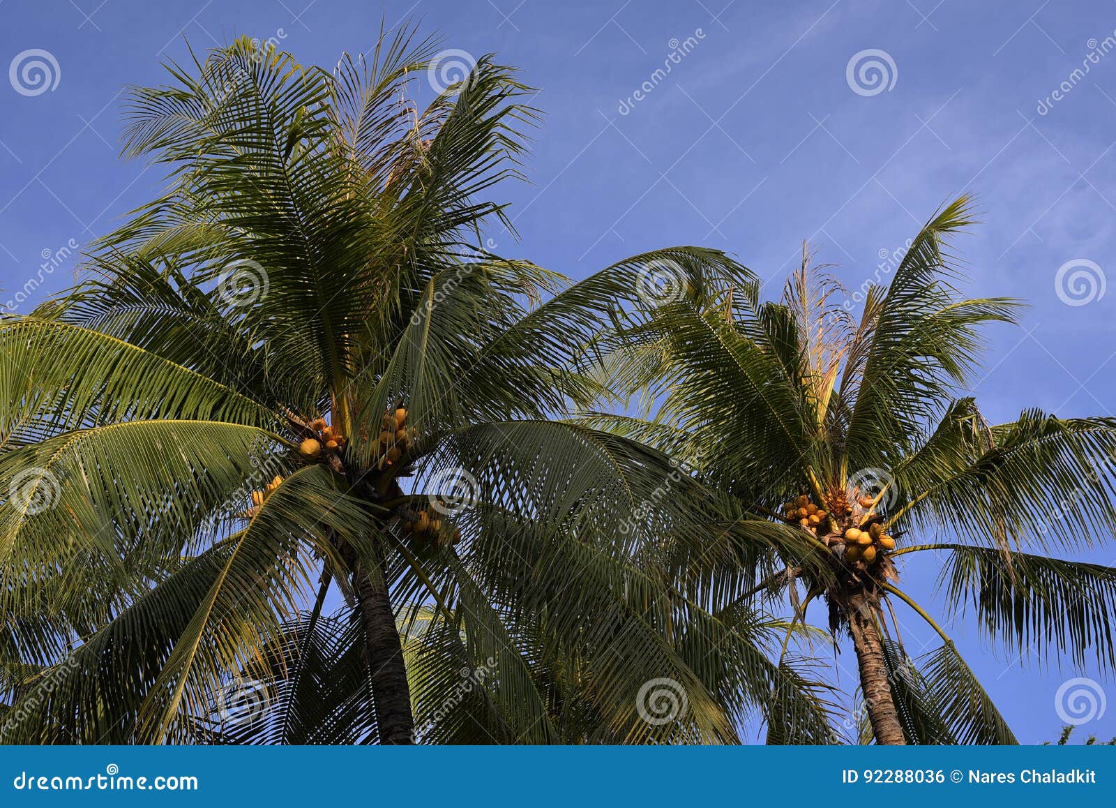 Coconut on Tree of Sea Sky Bright . Coconut Cluster on Coconut Tree ...