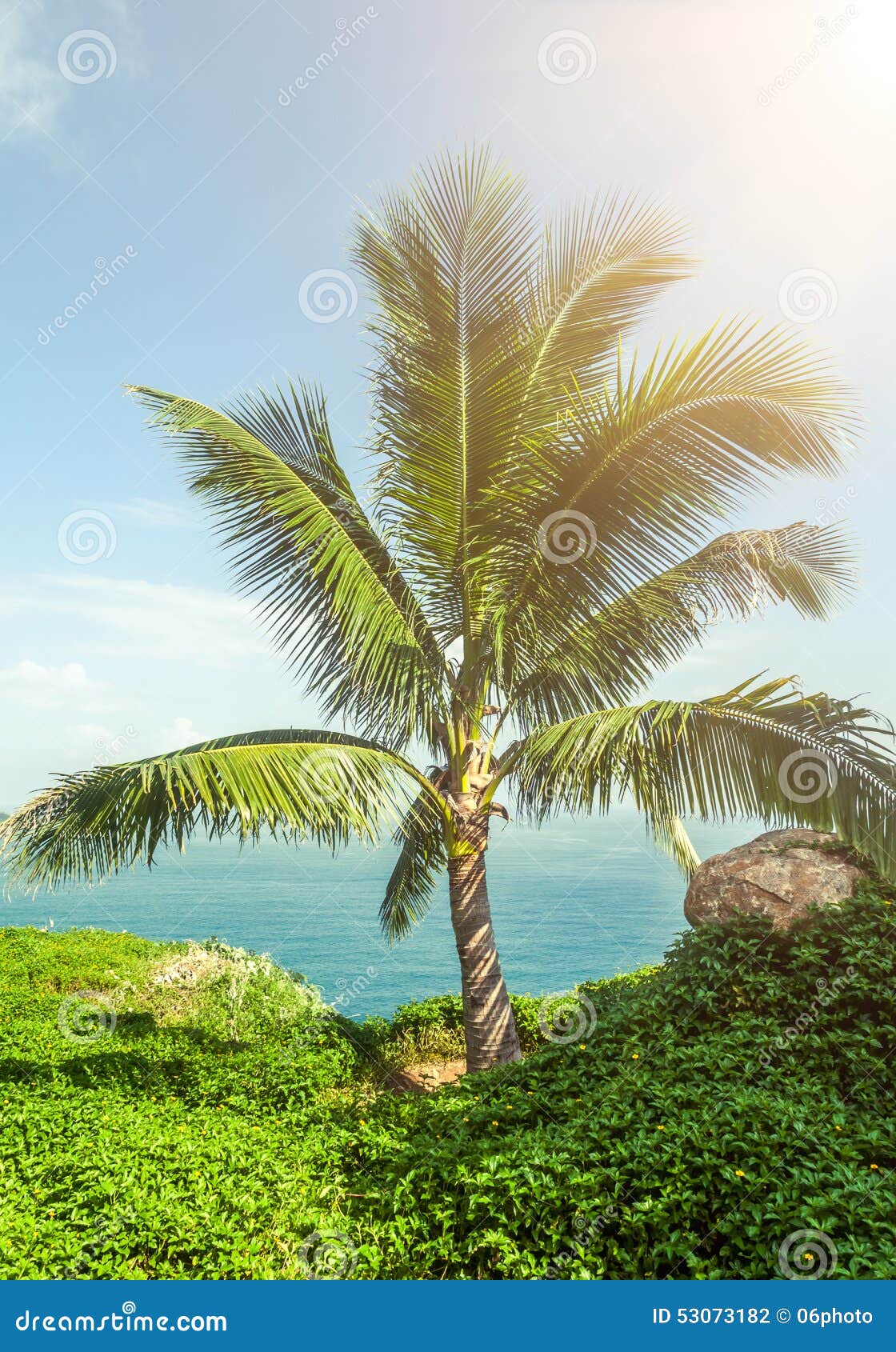 Coconut Tree, Sea and Sunshine Stock Photo - Image of green, tropical ...