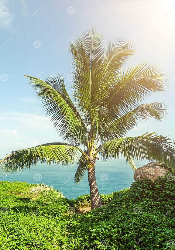 Coconut Tree, Sea and Sunshine Stock Photo - Image of green, tropical ...