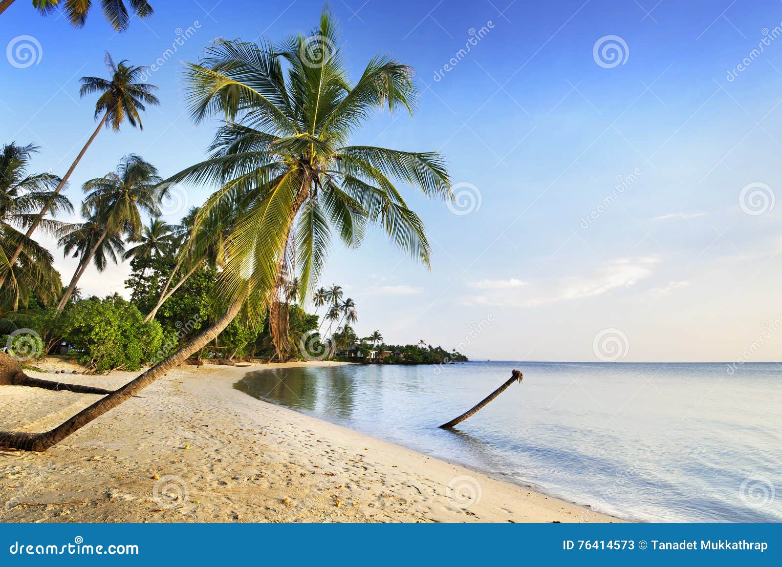 Coconut tree and sea stock image. Image of beautiful - 76414573
