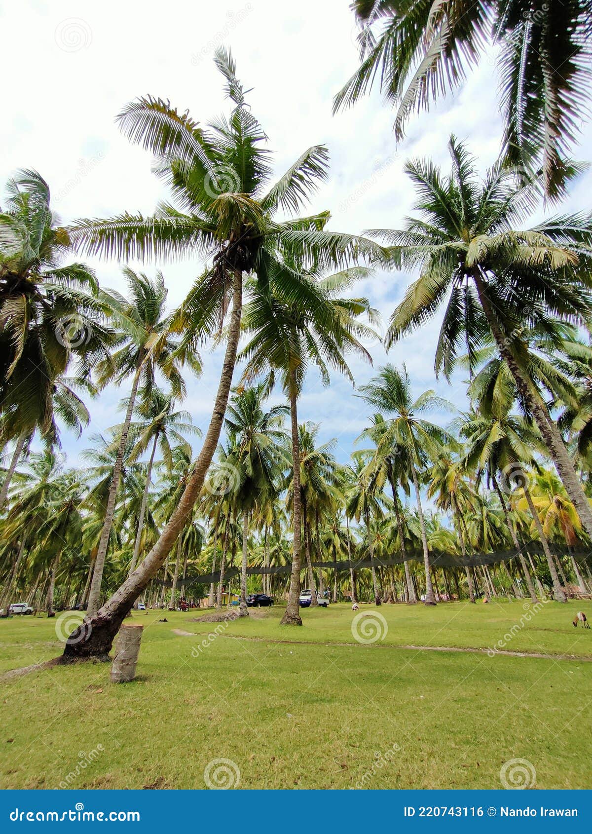Coconut tree by the sea stock photo. Image of beach - 220743116