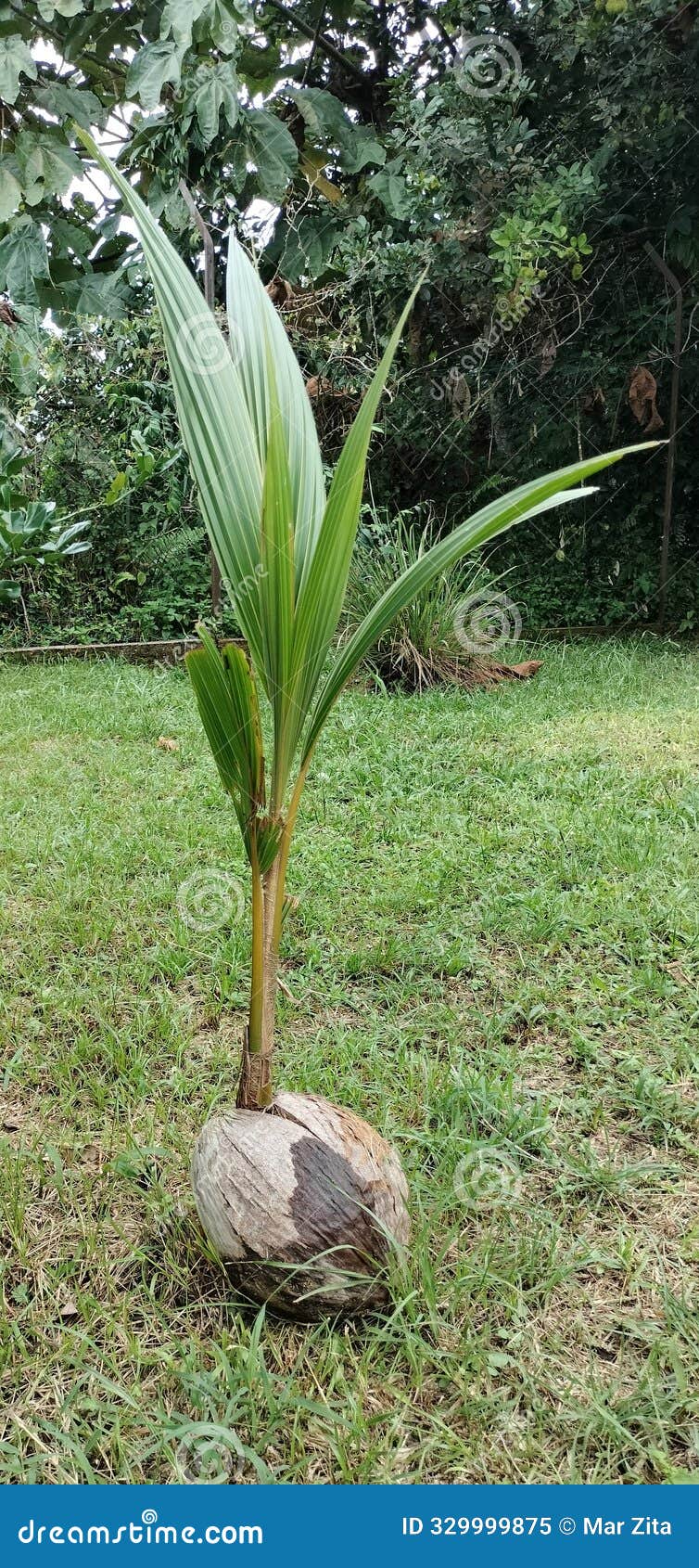 Coconut Tree Seeds that Grow on the Ground Stock Image - Image of tree ...