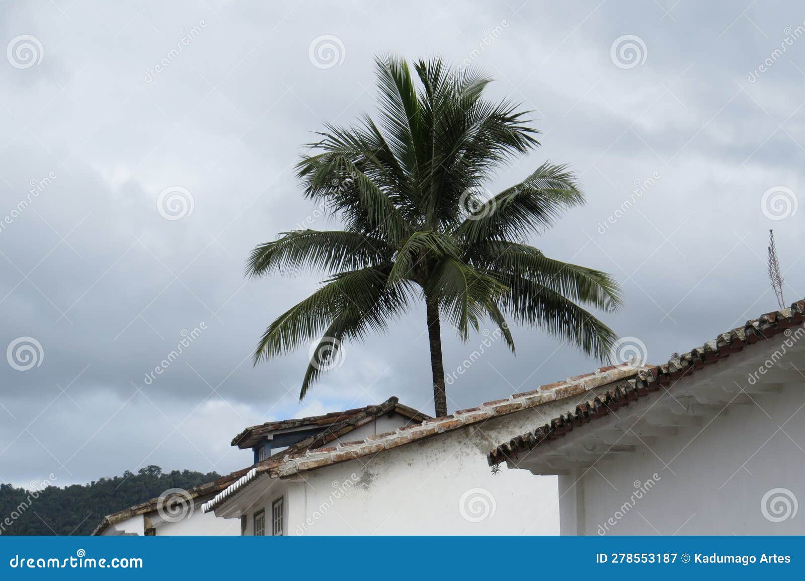 Coconut Tree Seen from the Foot of Colonial Roofs Stock Image - Image ...