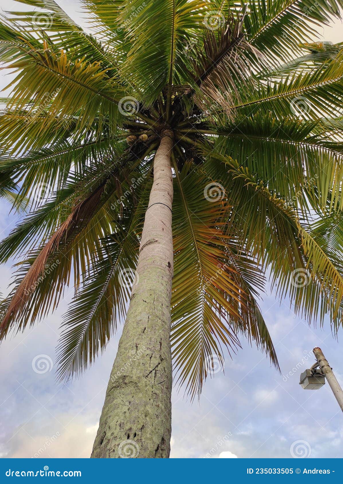 A Coconut Tree Seen from the Bottom Angle Stock Image - Image of bottom ...