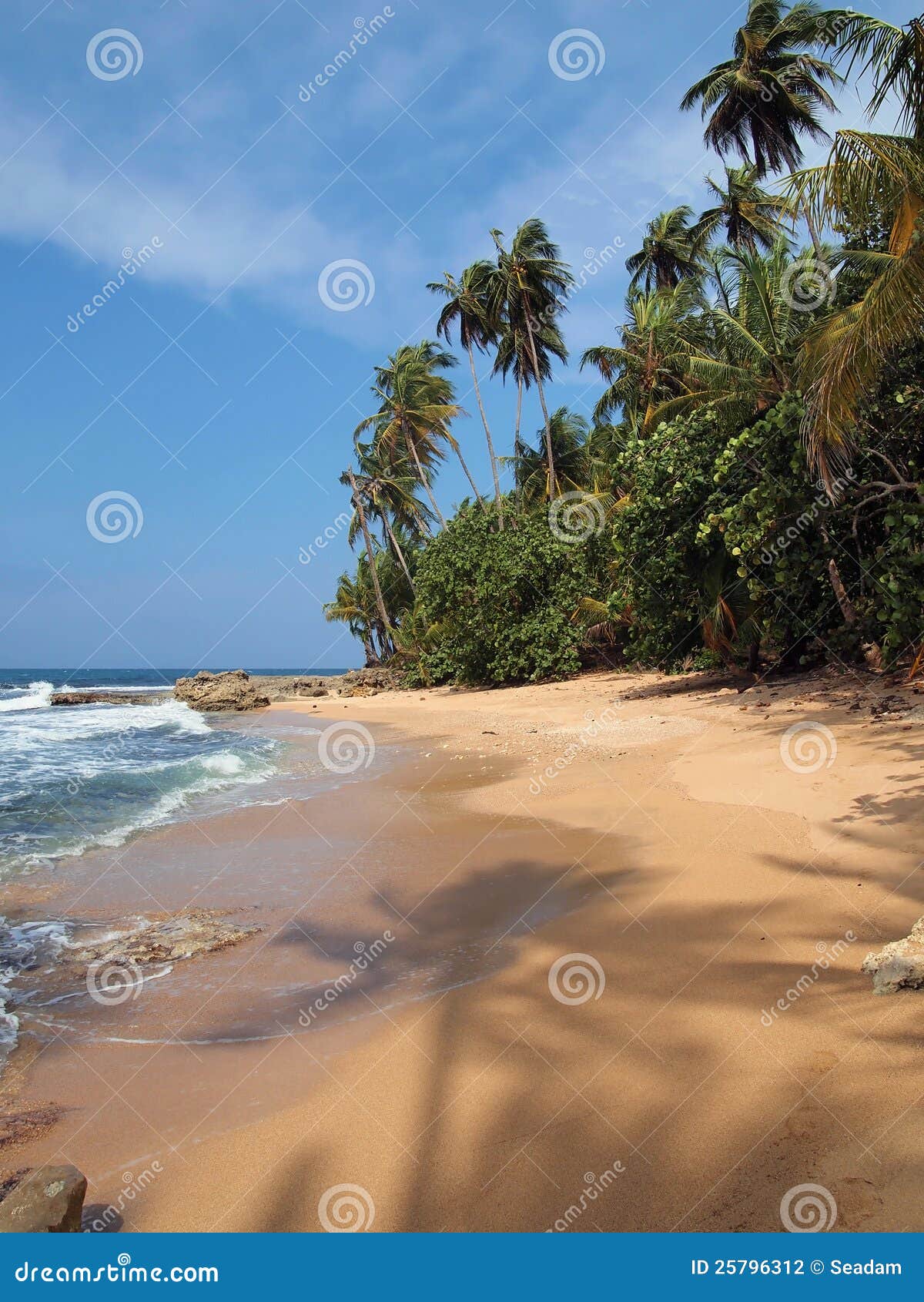 Coconut Tree Shade on the Beach Stock Photo - Image of bahamas, reef ...