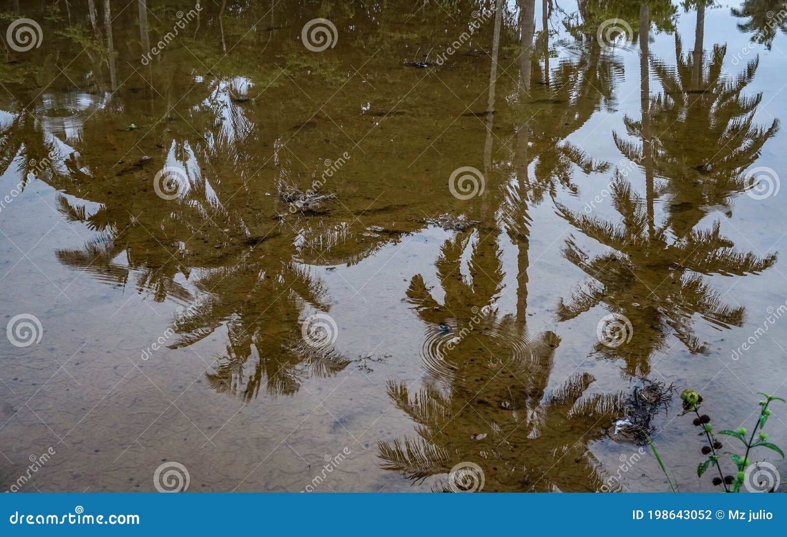 Coconut tree shadow stock photo. Image of woodland, frost - 198643052