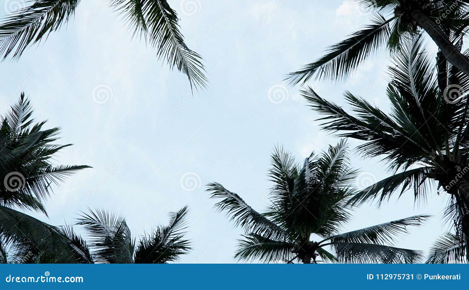 Coconut Tree Shadow with Clear Sky Stock Image - Image of green ...