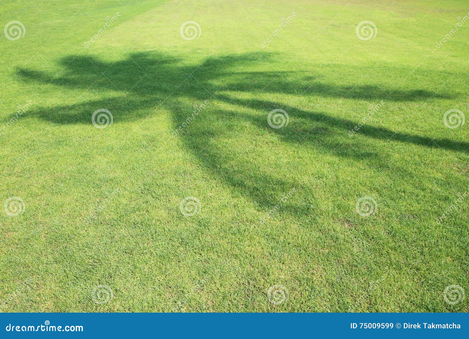 Coconut Tree Shadow on Green Field Stock Image - Image of tropical ...