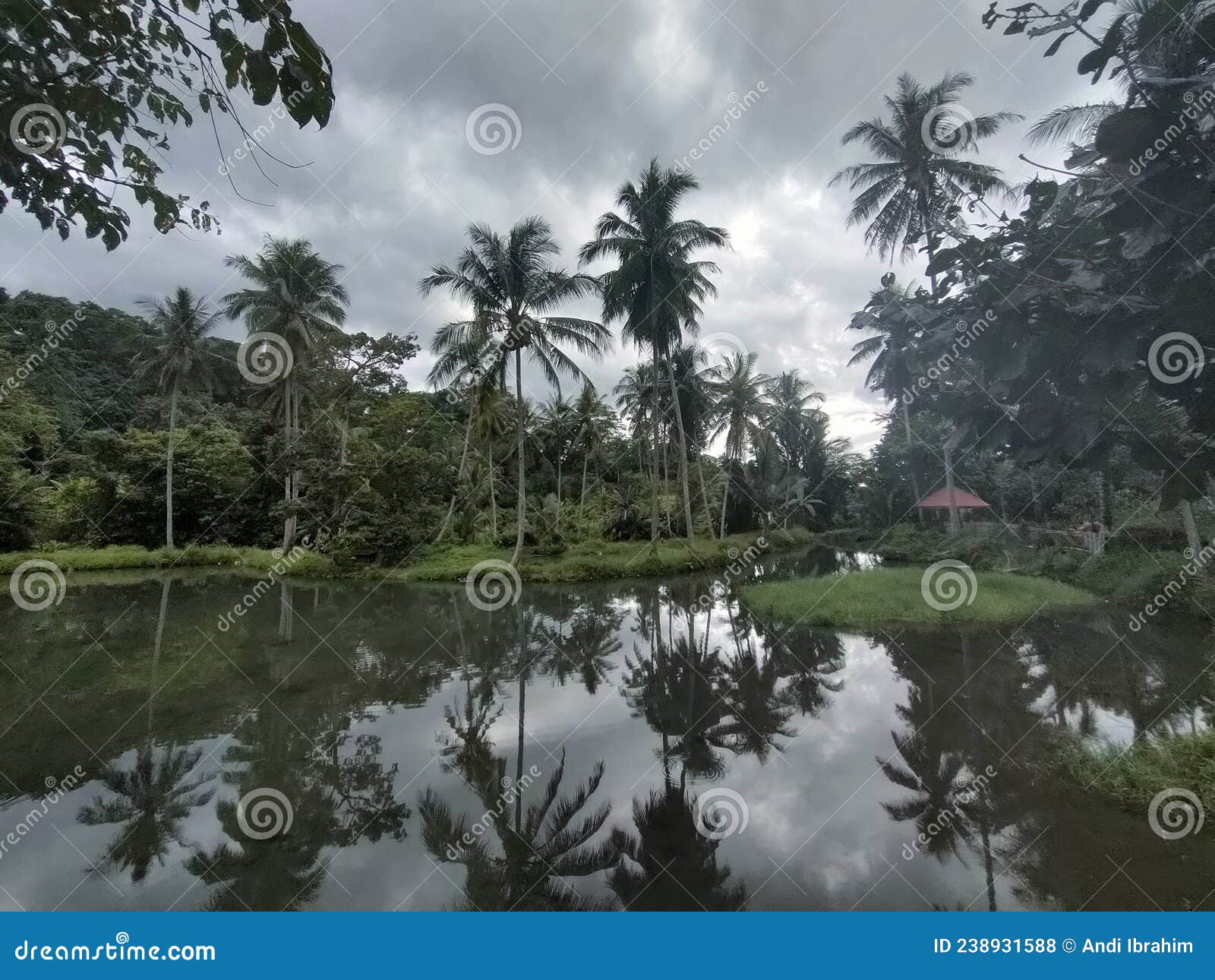 Coconut Tree with Shadow in Water Stock Photo - Image of tropics, pond ...