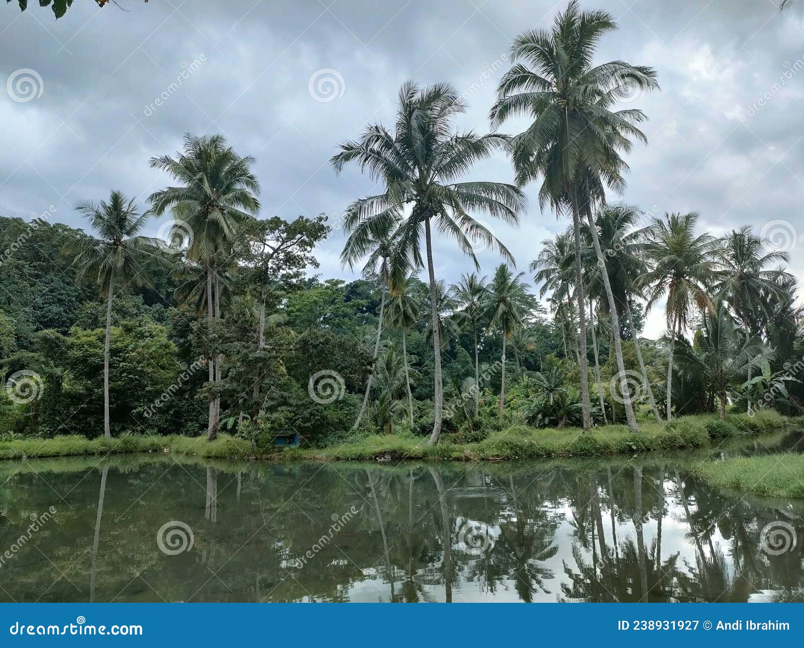 Coconut Tree with Shadow in Water Stock Image - Image of tree, nature ...