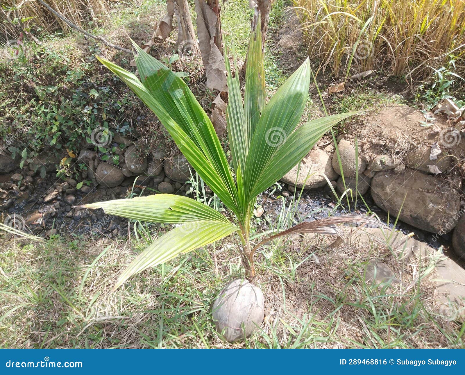 Coconut Tree Shoots Grow on the Edge of an Irrigation Stream in a Rice ...