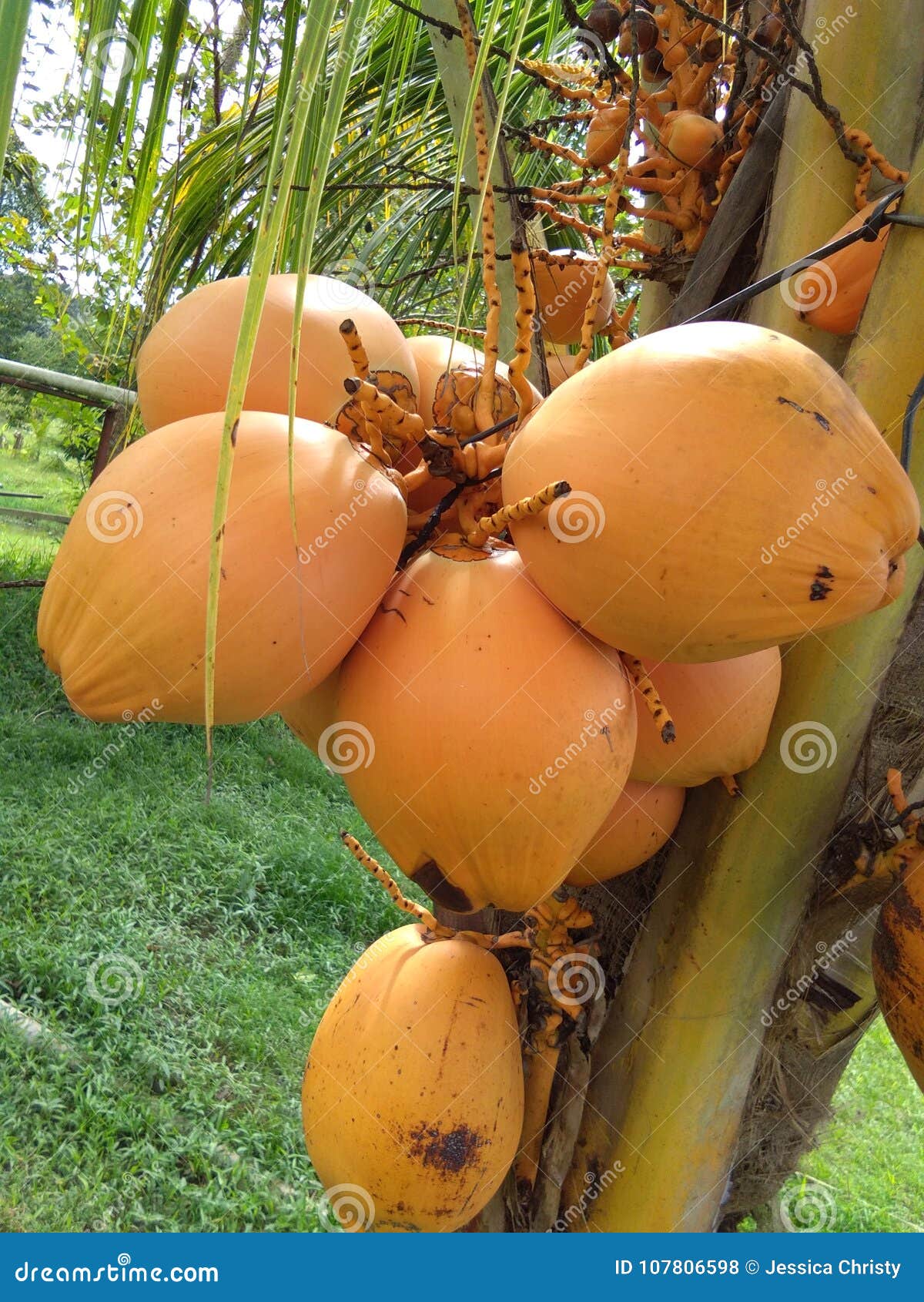 Coconut Tree stock photo. Image of tree, plants, drinks - 107806598