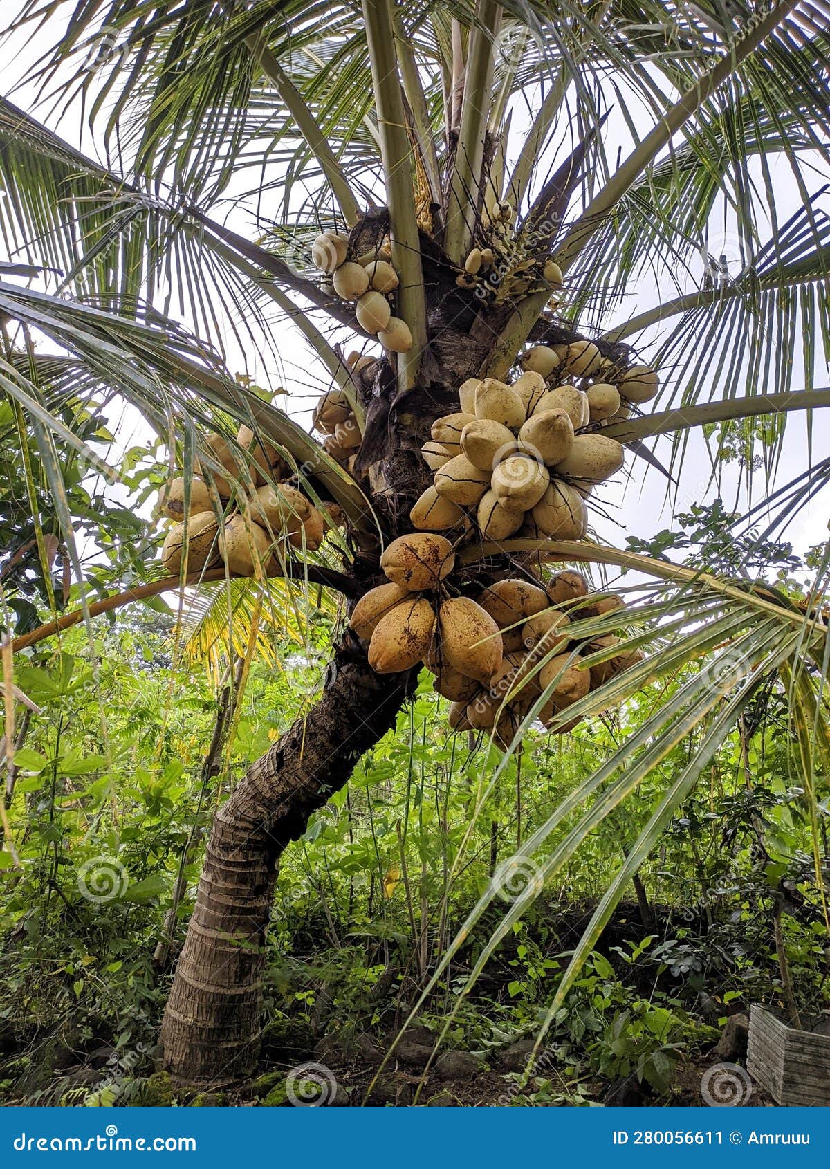 Coconut Tree with Short and Crooked Stems Stock Image - Image of yellow ...