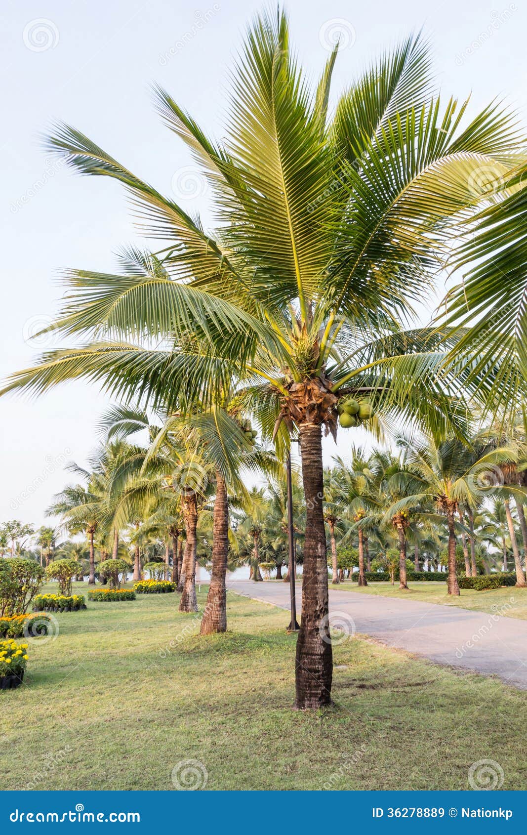 Coconut tree stock image. Image of palm, beauty, green - 36278889