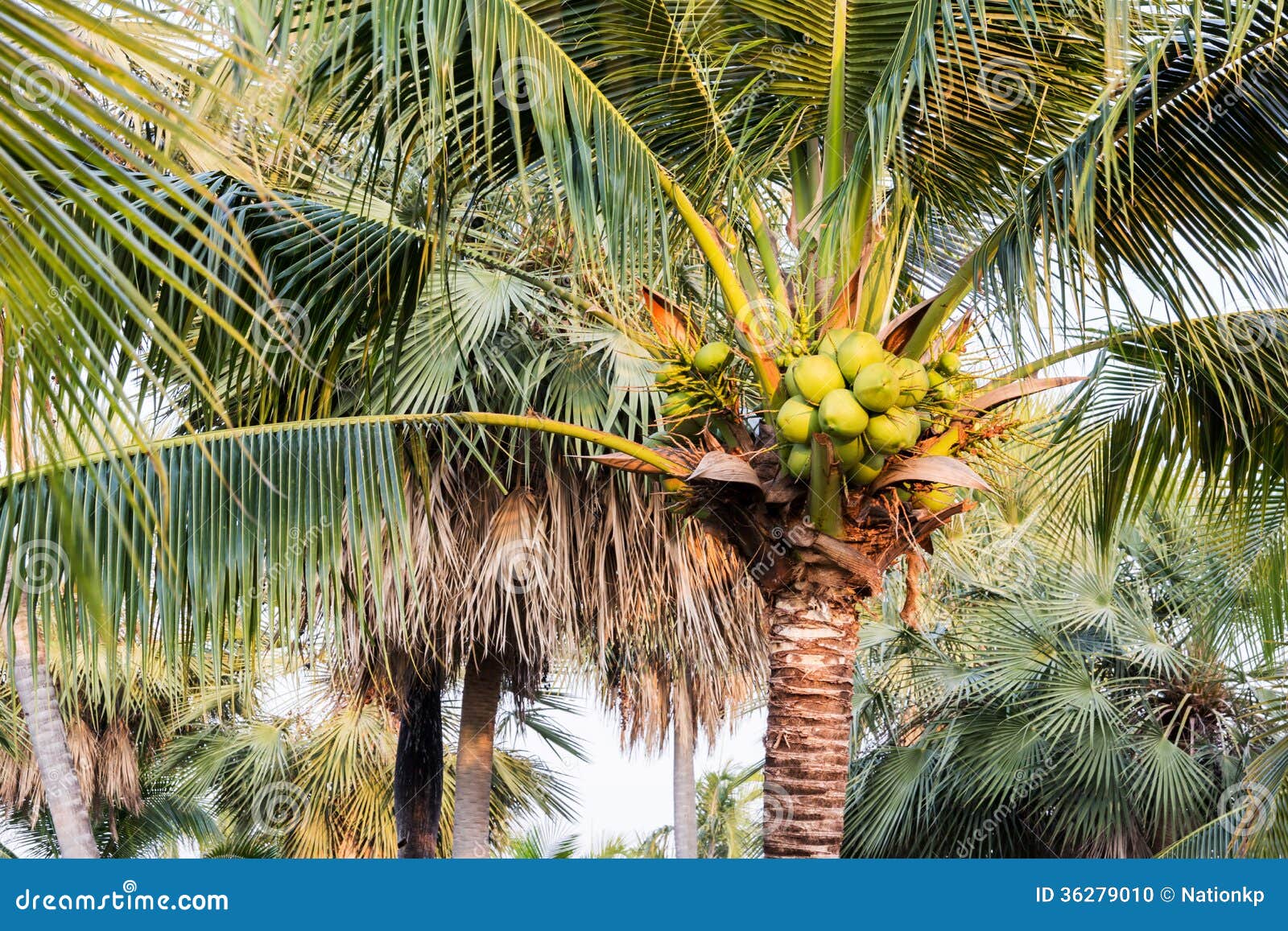 Coconut tree stock photo. Image of palm, single, tree - 36279010
