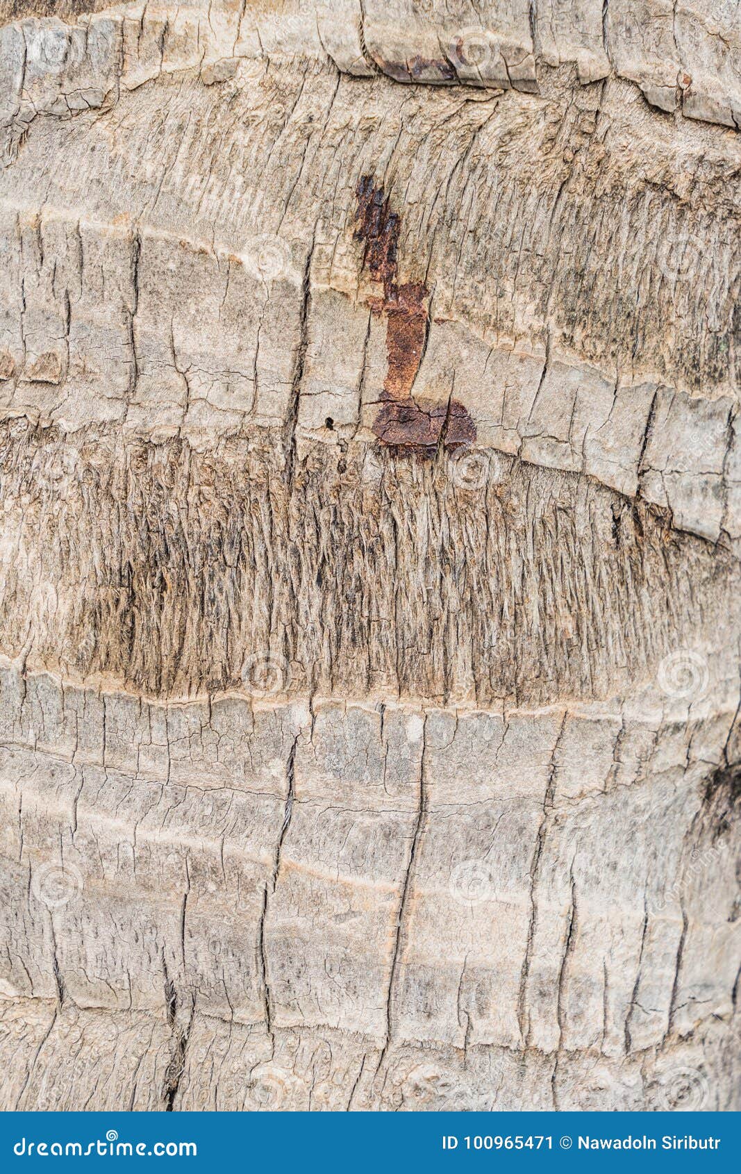 Coconut Tree Skin Texture Background Stock Image - Image of summer ...