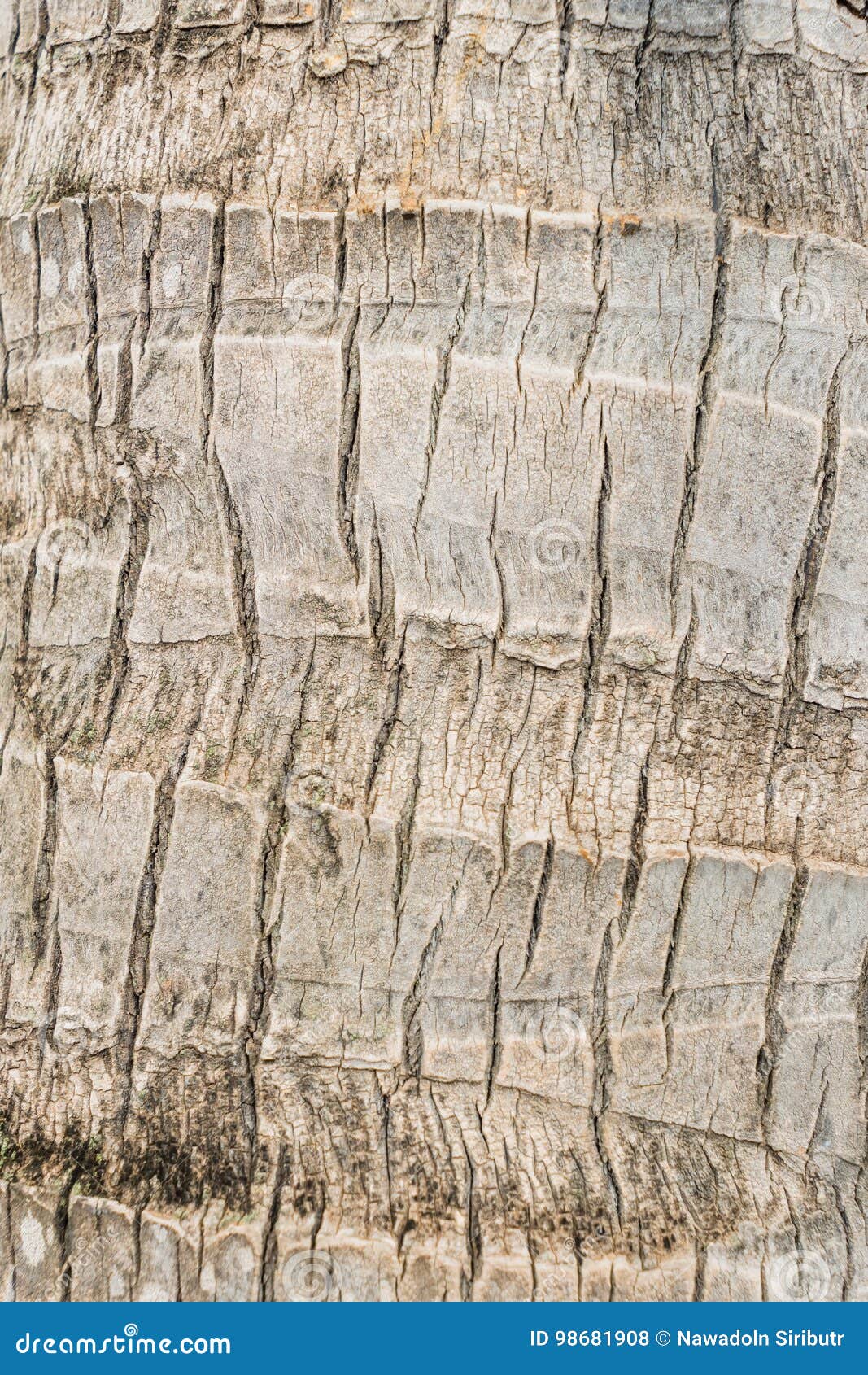 Coconut Tree Skin Texture Background Stock Photo - Image of summer ...