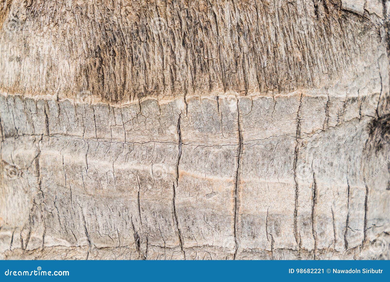 Coconut Tree Skin Texture Background Stock Image - Image of closeup ...