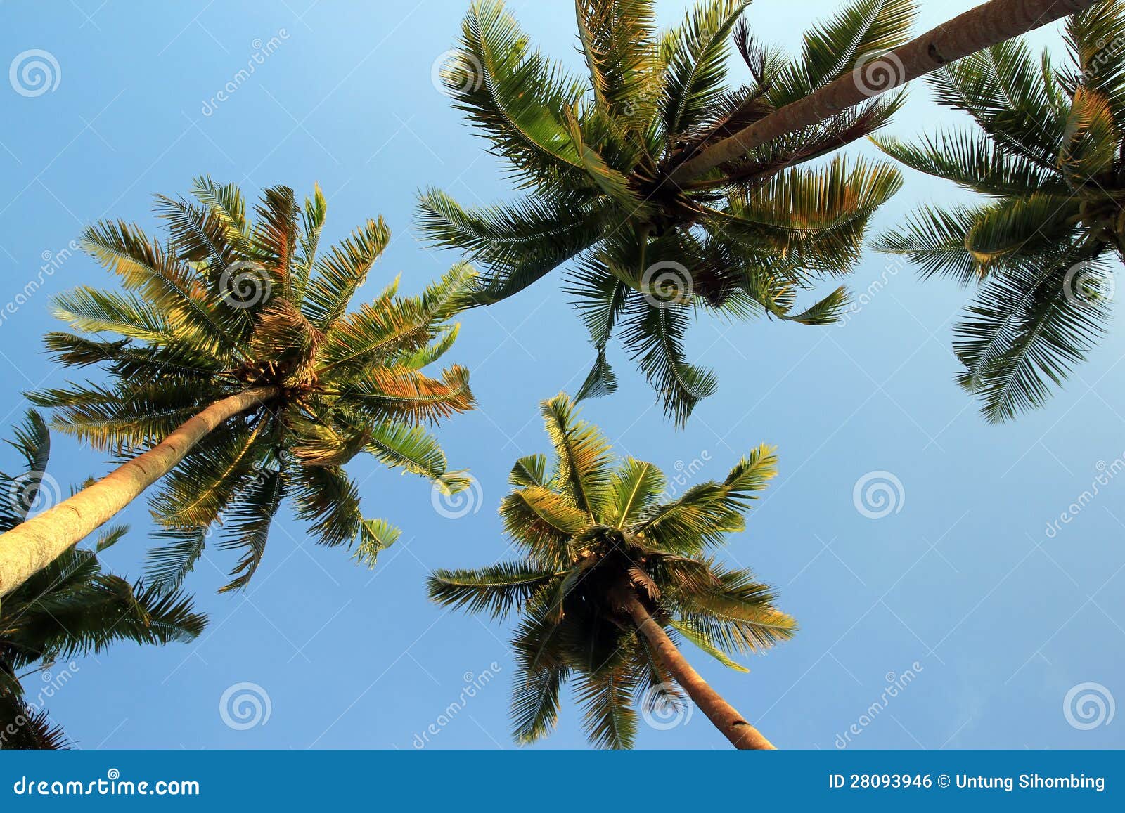 Coconut tree and sky stock photo. Image of asia, maldives - 28093946