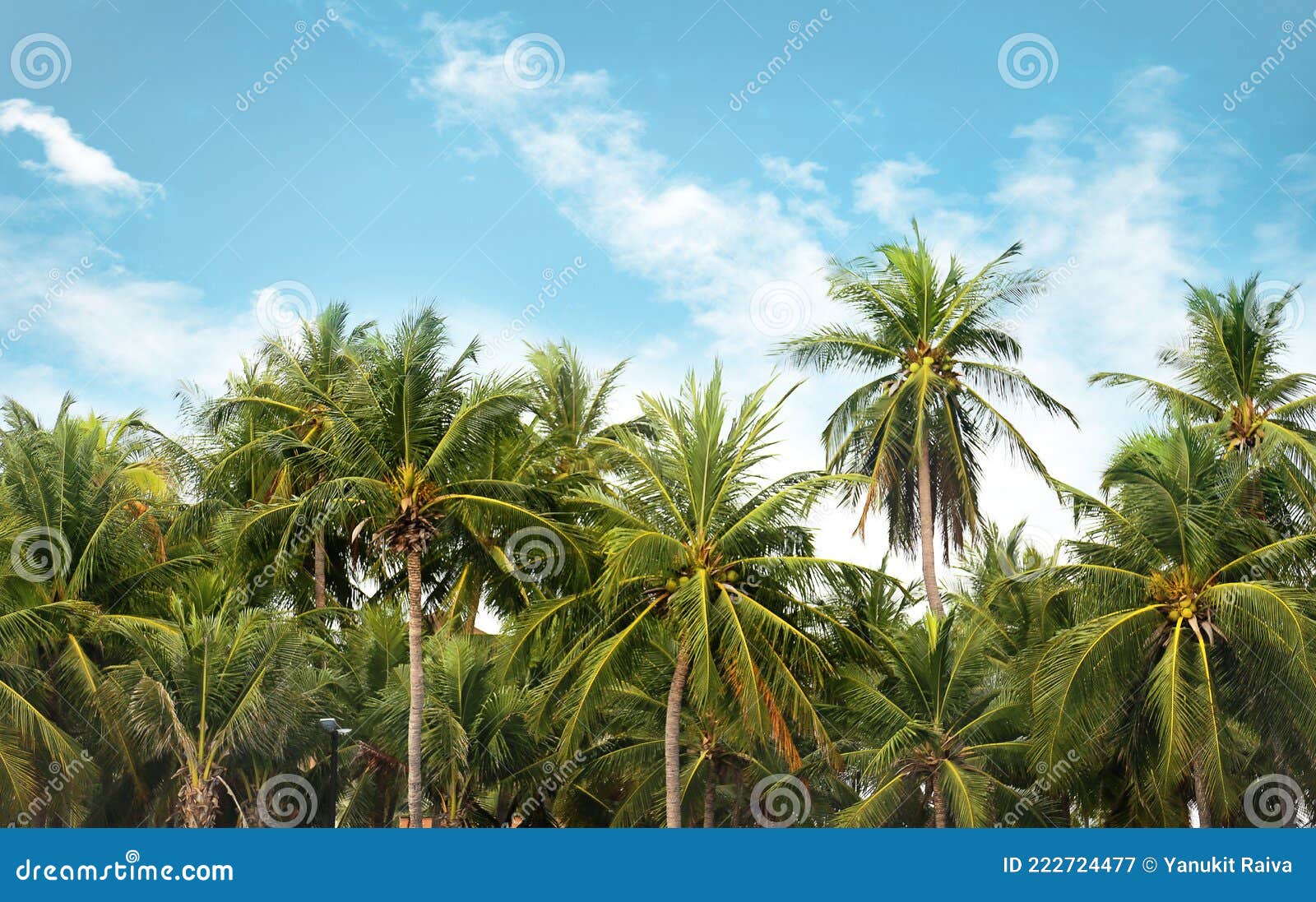 Coconut Tree and Sky on Beach in Summer Background Stock Image - Image ...