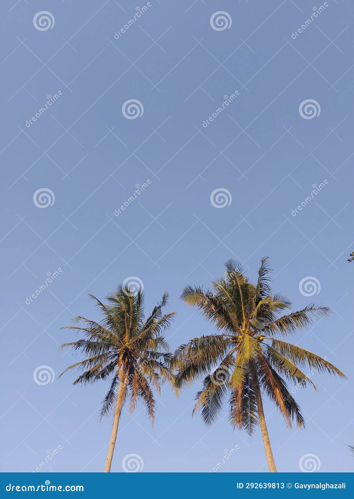 Coconut tree and sky blue stock image. Image of coconut - 292639813