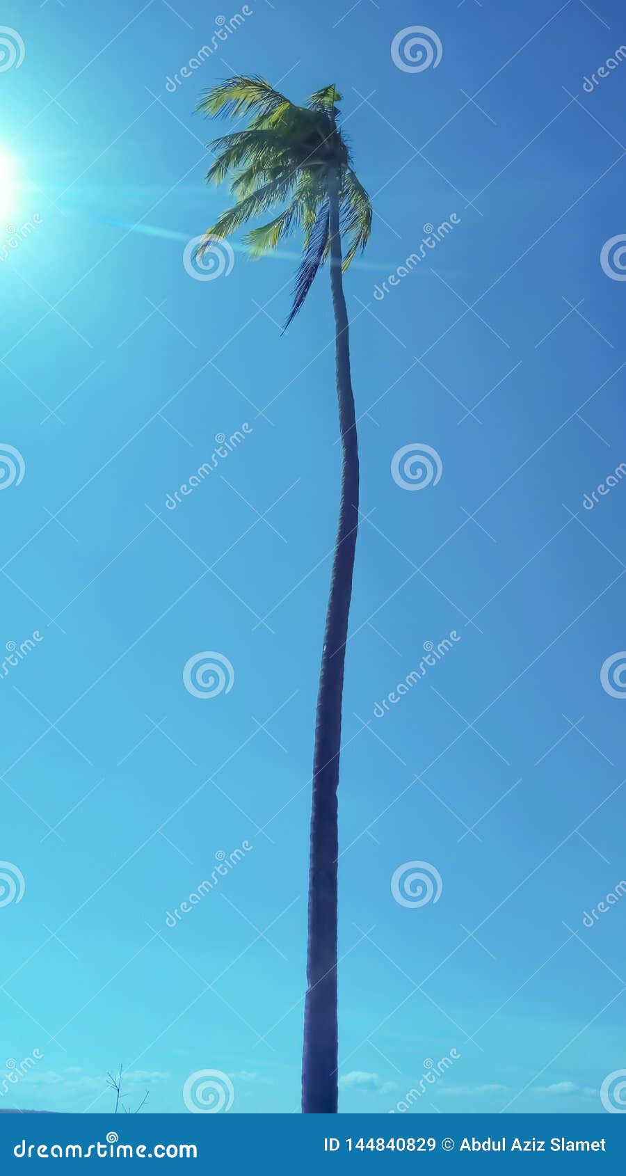 Coconut Tree stock image. Image of island, blue, tree - 144840829