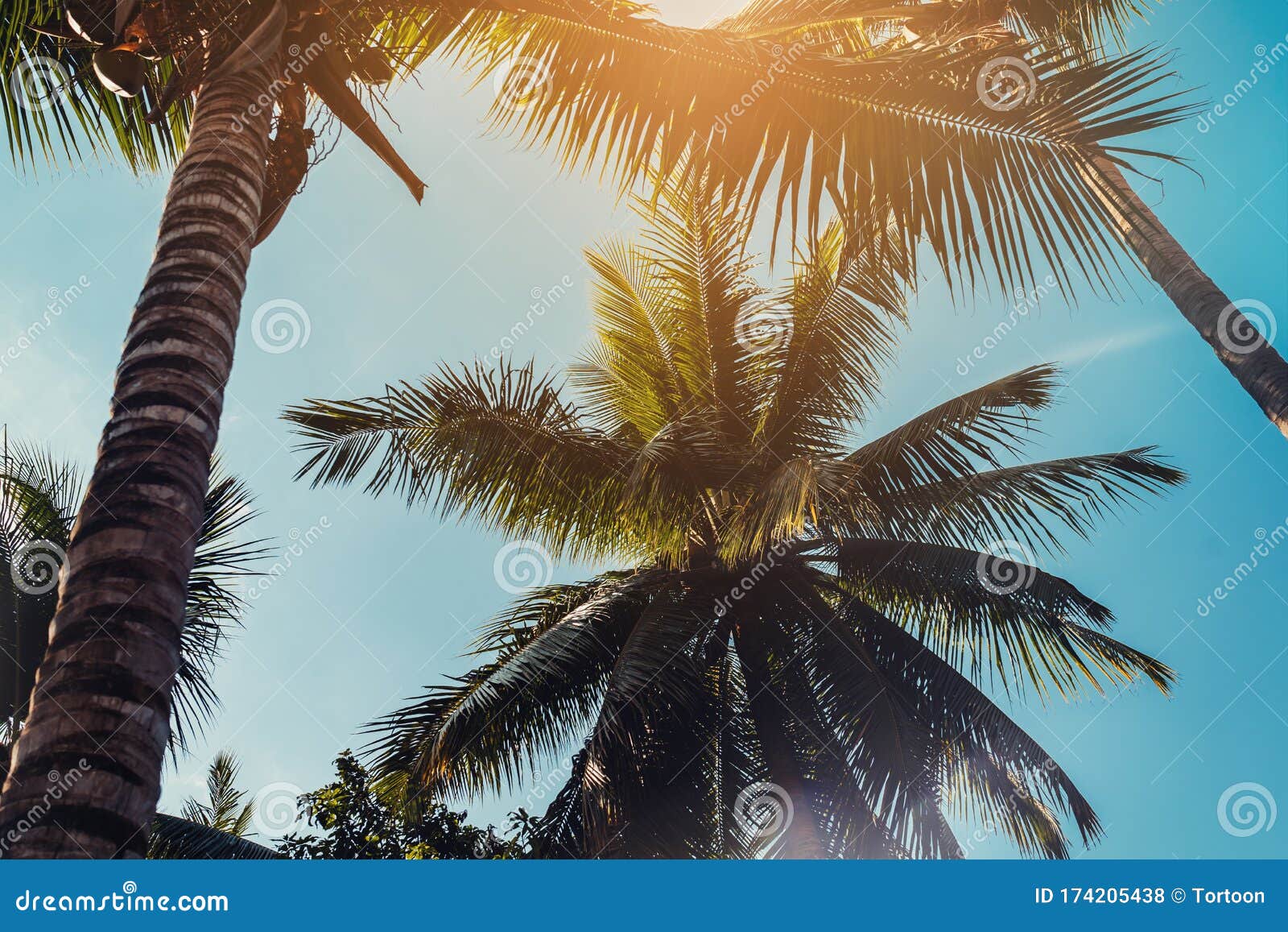 Coconut Tree and Sky with Clouds, Vintage Effect Stock Photo - Image of ...