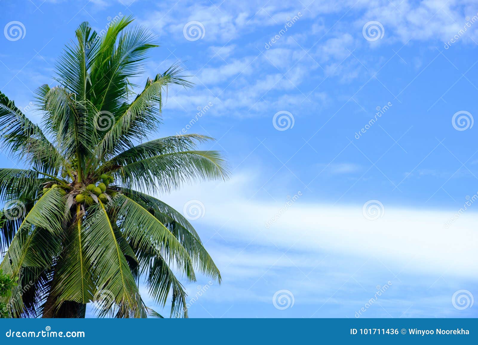 The coconut tree on sky. stock photo. Image of cloud - 101711436