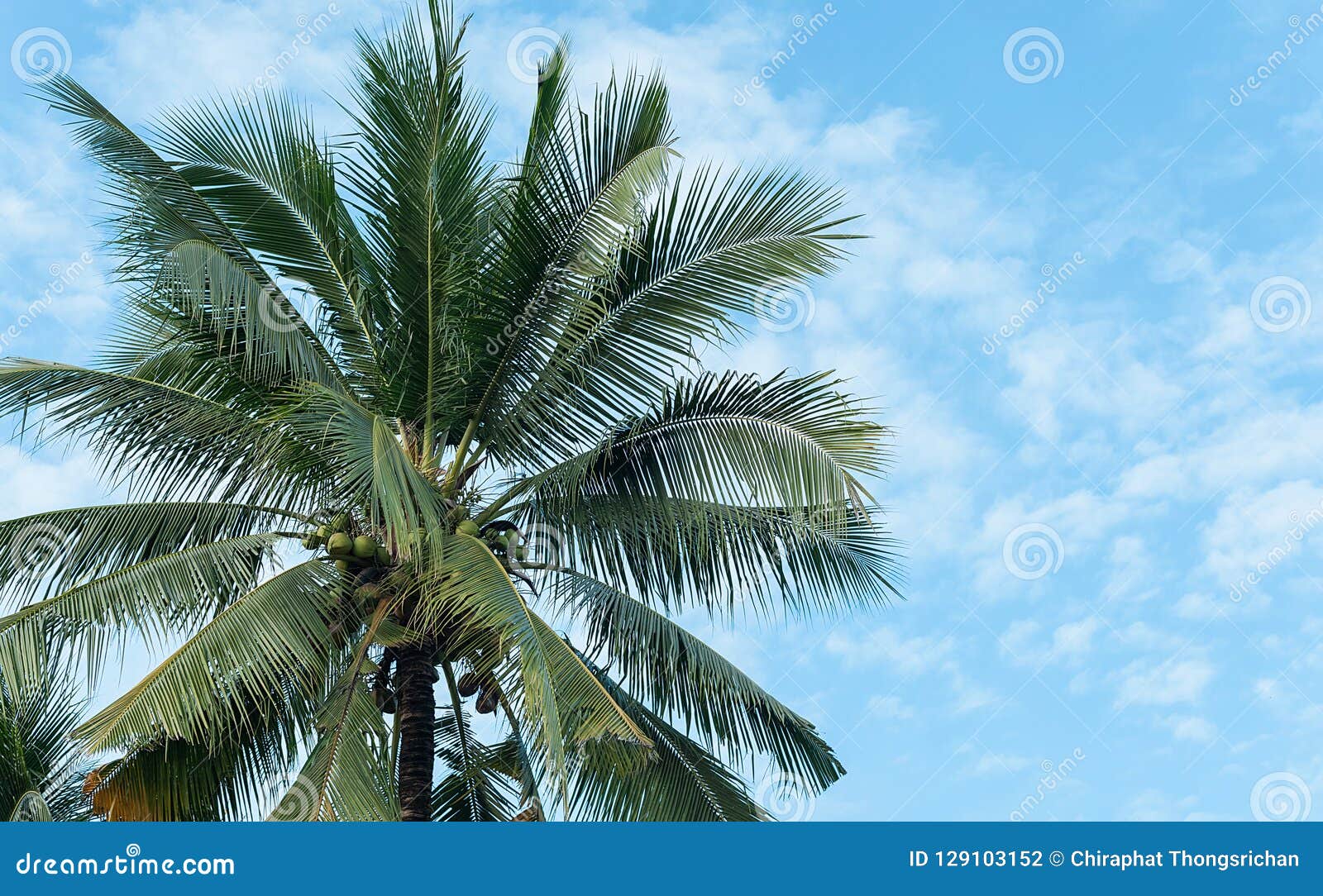 Coconut tree with sky stock photo. Image of beautiful - 129103152