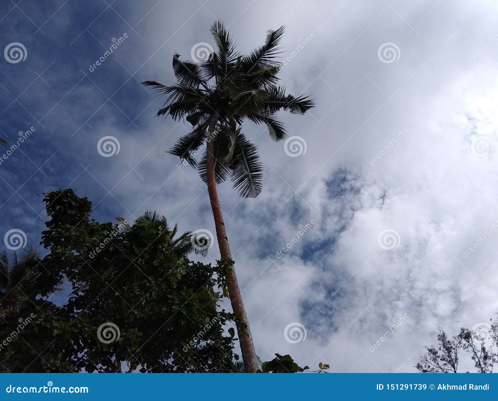 Coconut Tree in the sky stock image. Image of cloud - 151291739