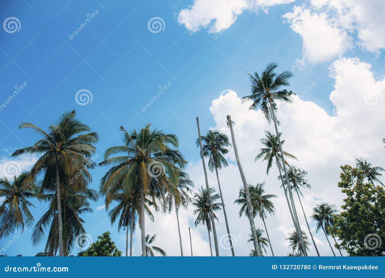 Coconut Tree at Sky in Summer Stock Photo - Image of beauty, sand ...