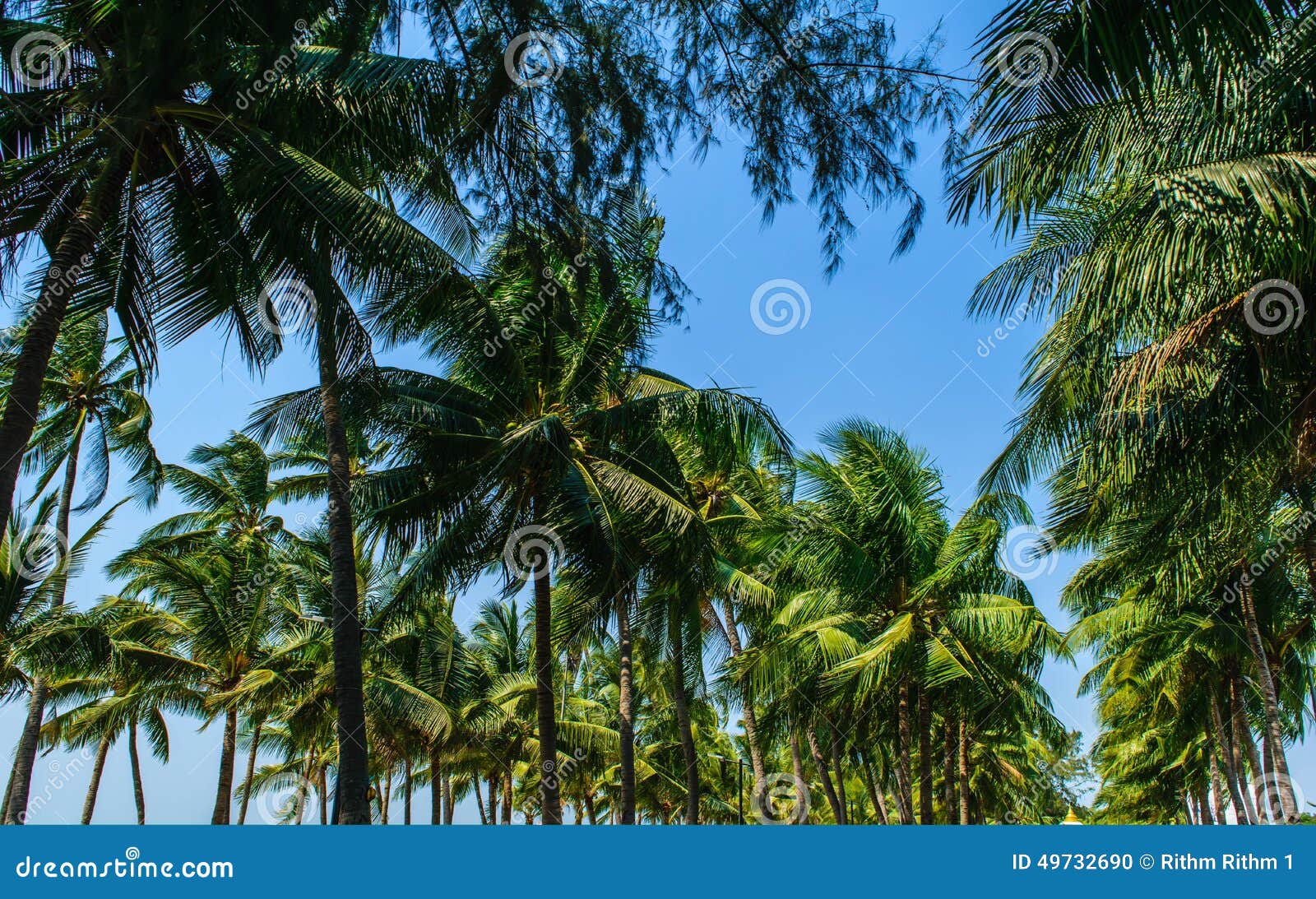 Coconut tree and sky stock photo. Image of nature, seascape - 49732690