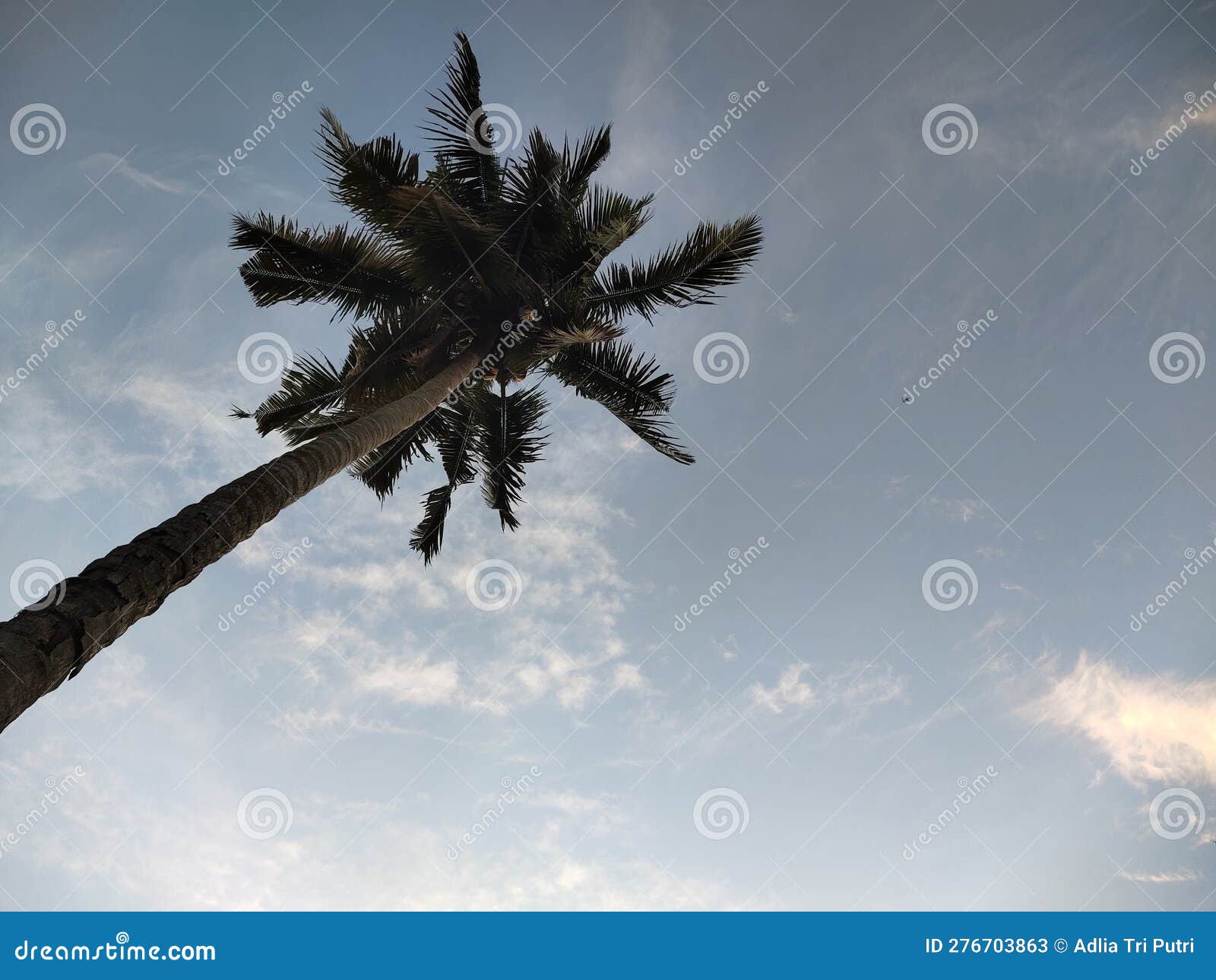 Coconut Tree and Sky View Arround My House Stock Image - Image of house ...