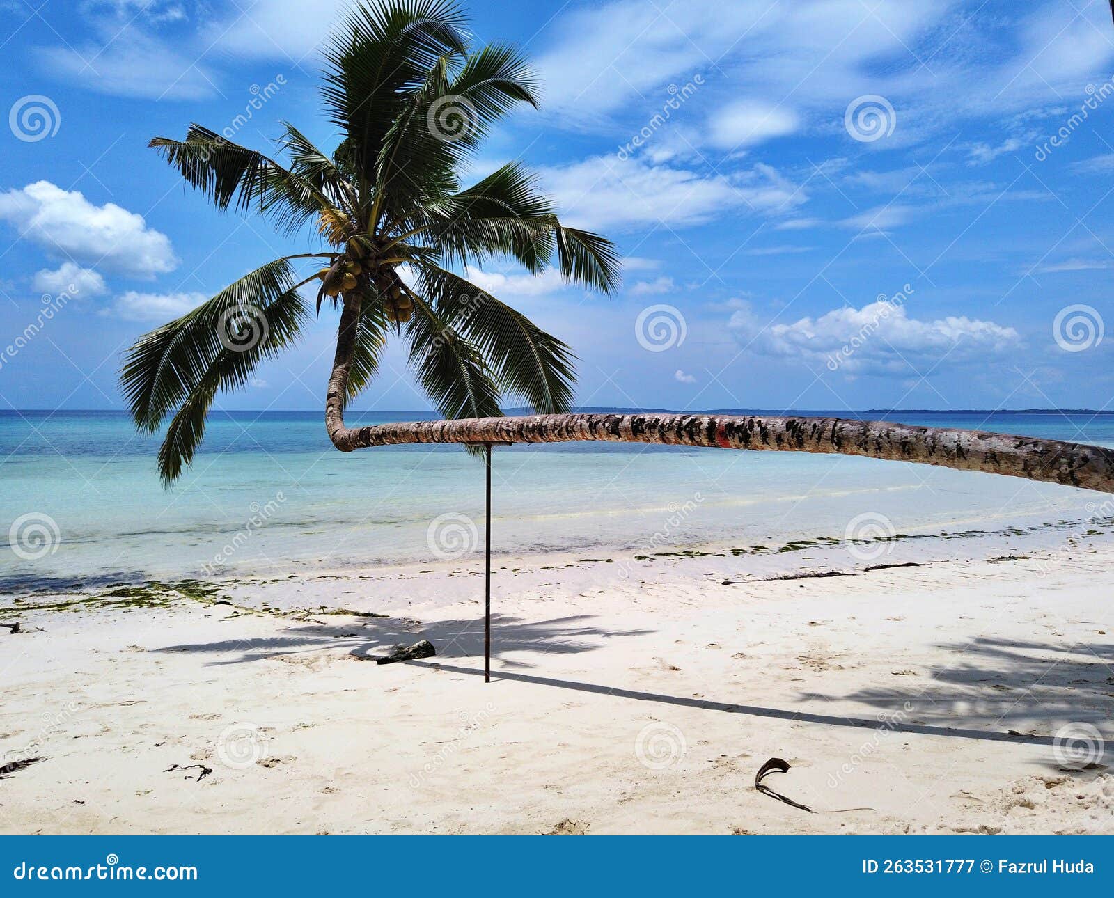 Coconut Tree in sleep mode stock image. Image of shore - 263531777
