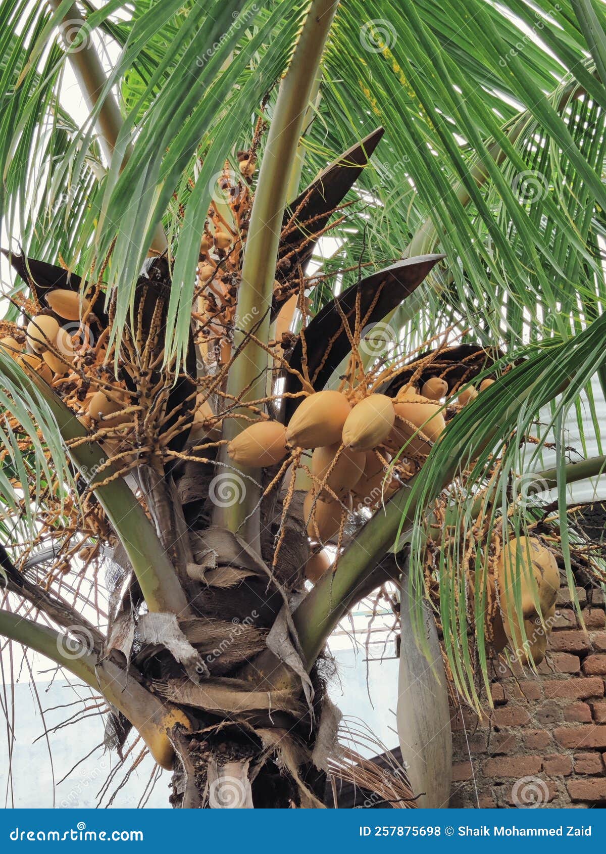 Coconut Tree with Small Coconuts Stock Photo - Image of andhrapradesh ...
