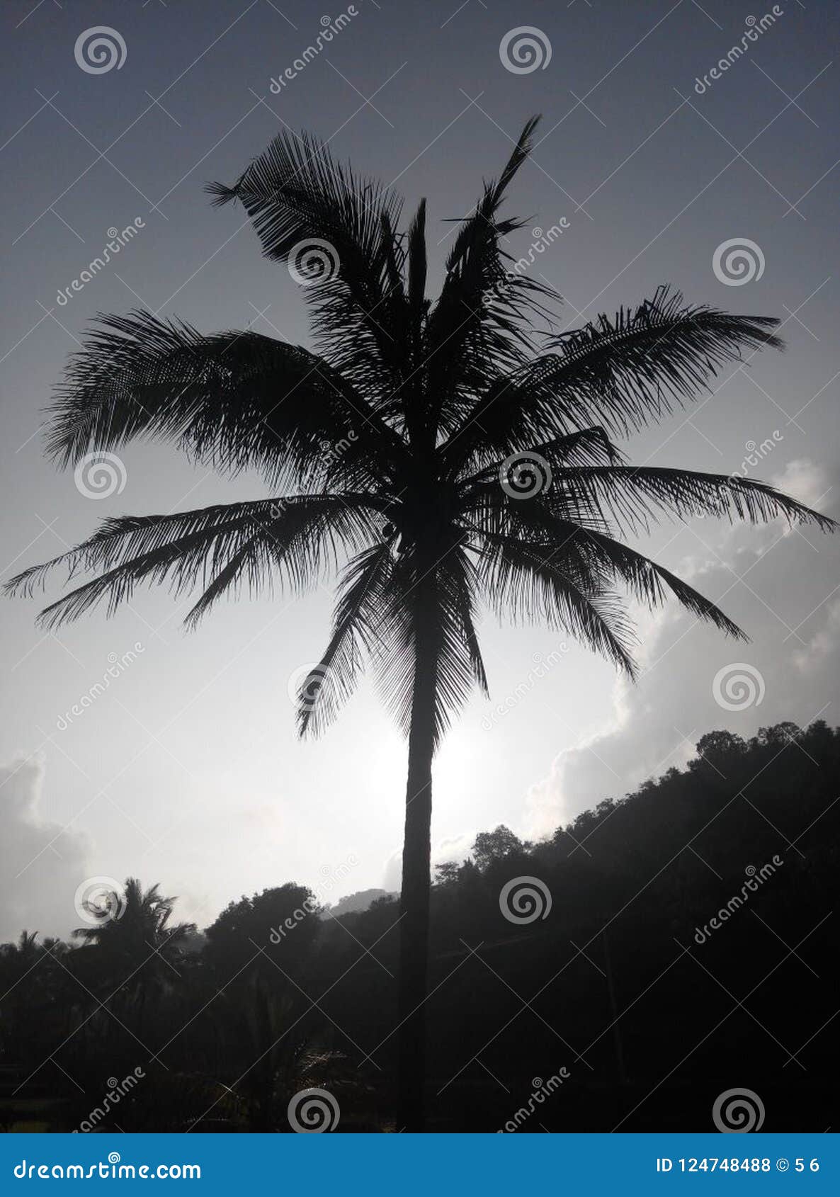 The coconut tree stock photo. Image of clear, tree, clouds - 124748488