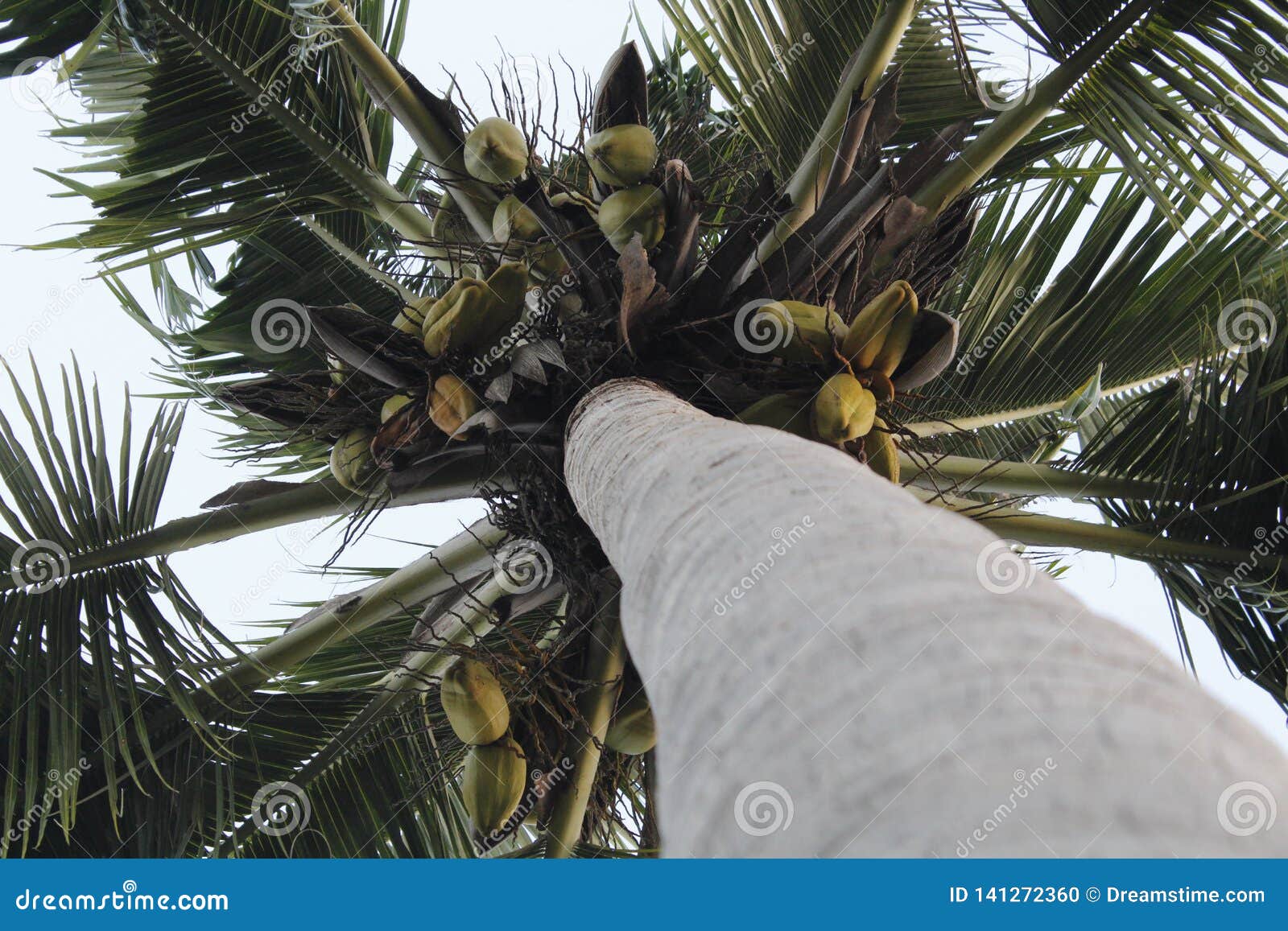 Coconut tree on the tree stock photo. Image of leaf - 141272360