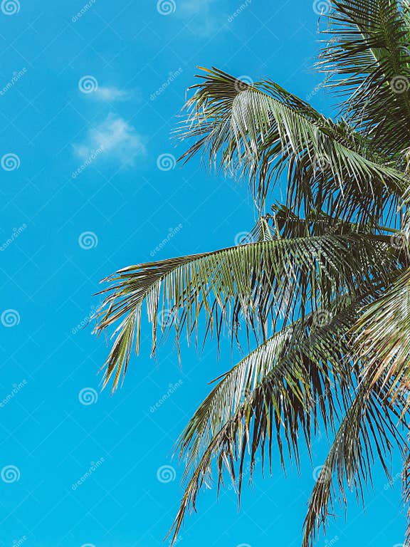 Coconut tree song stock image. Image of produce, caribbean - 264014989