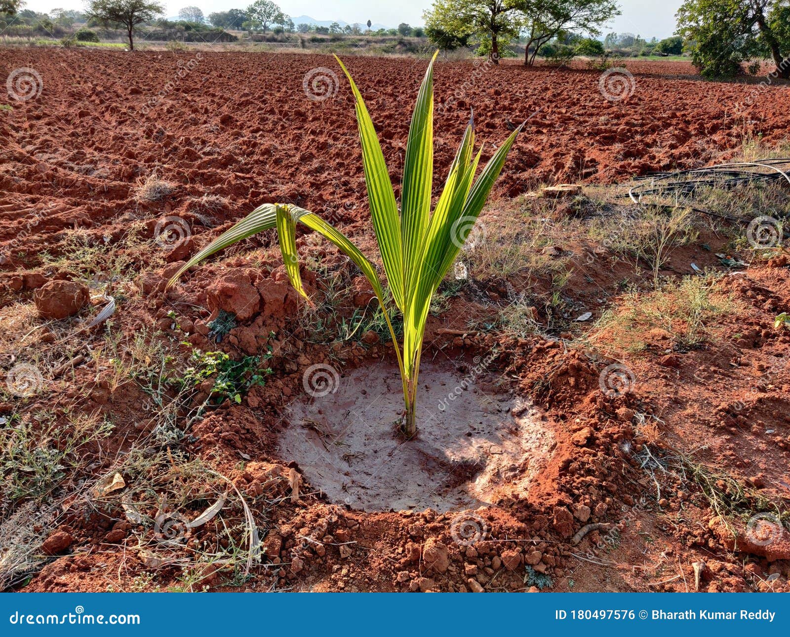 A Coconut Tree Sprouting from the Ground Stock Photo - Image of ground ...