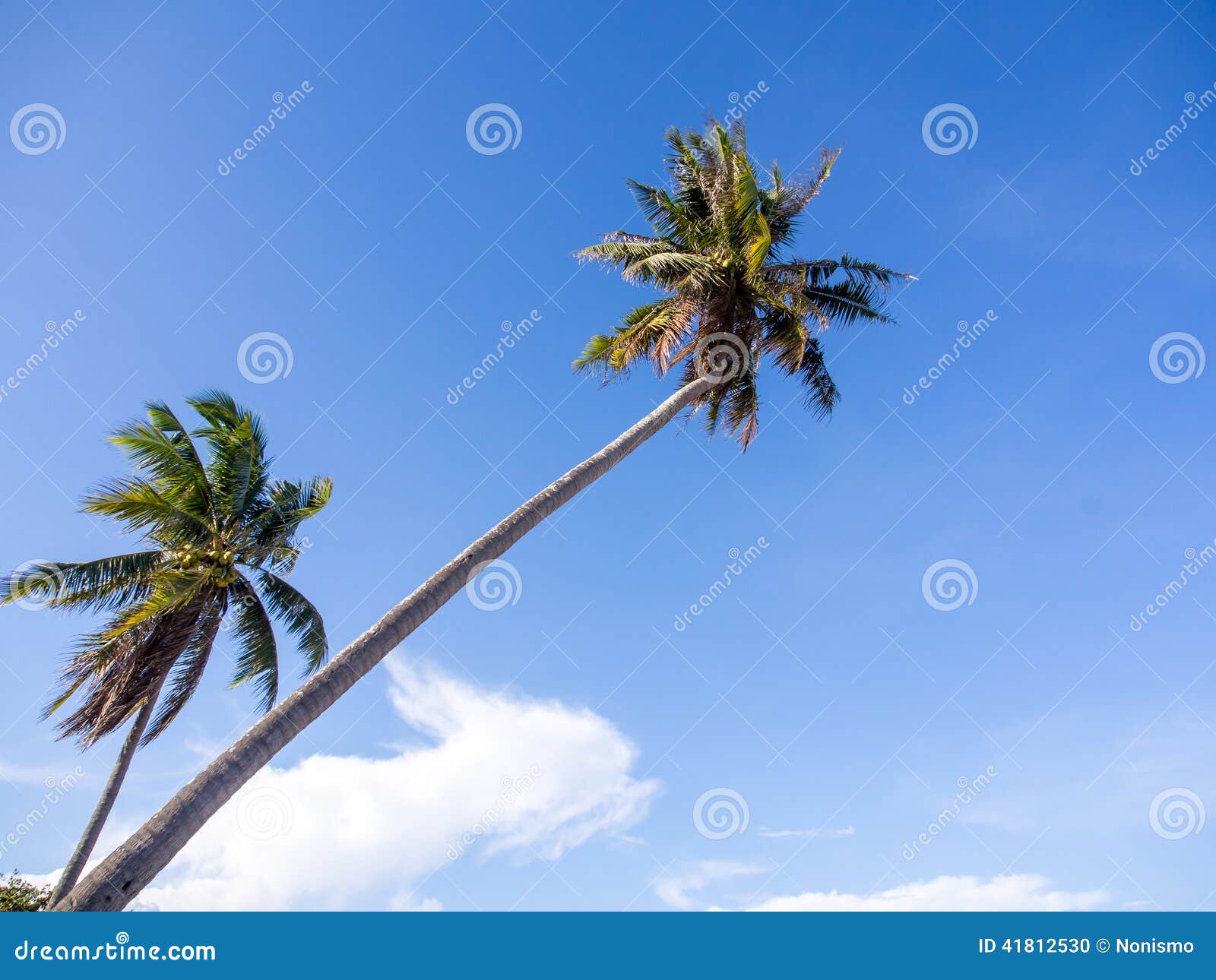 Coconut tree stock photo. Image of stand, left, beach - 41812530