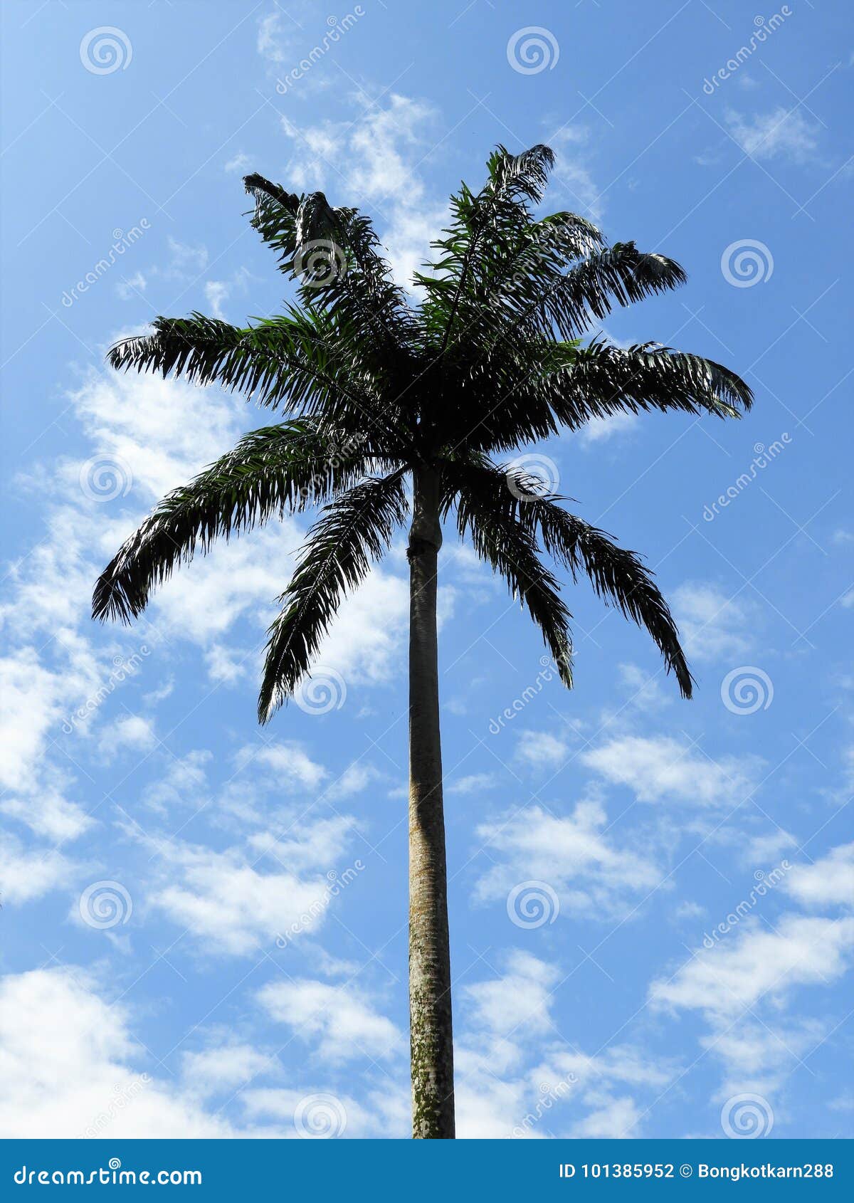 Coconut tree stock photo. Image of stand, alone, coconut - 101385952