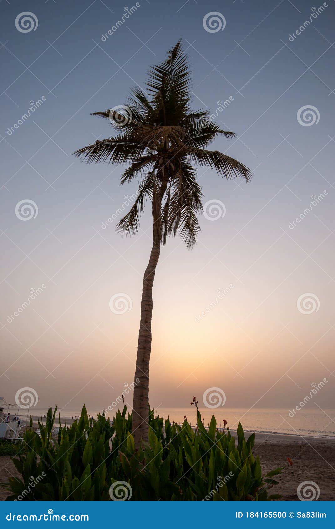 Coconut Tree Standing Alone Stock Photo - Image of orange, nature ...