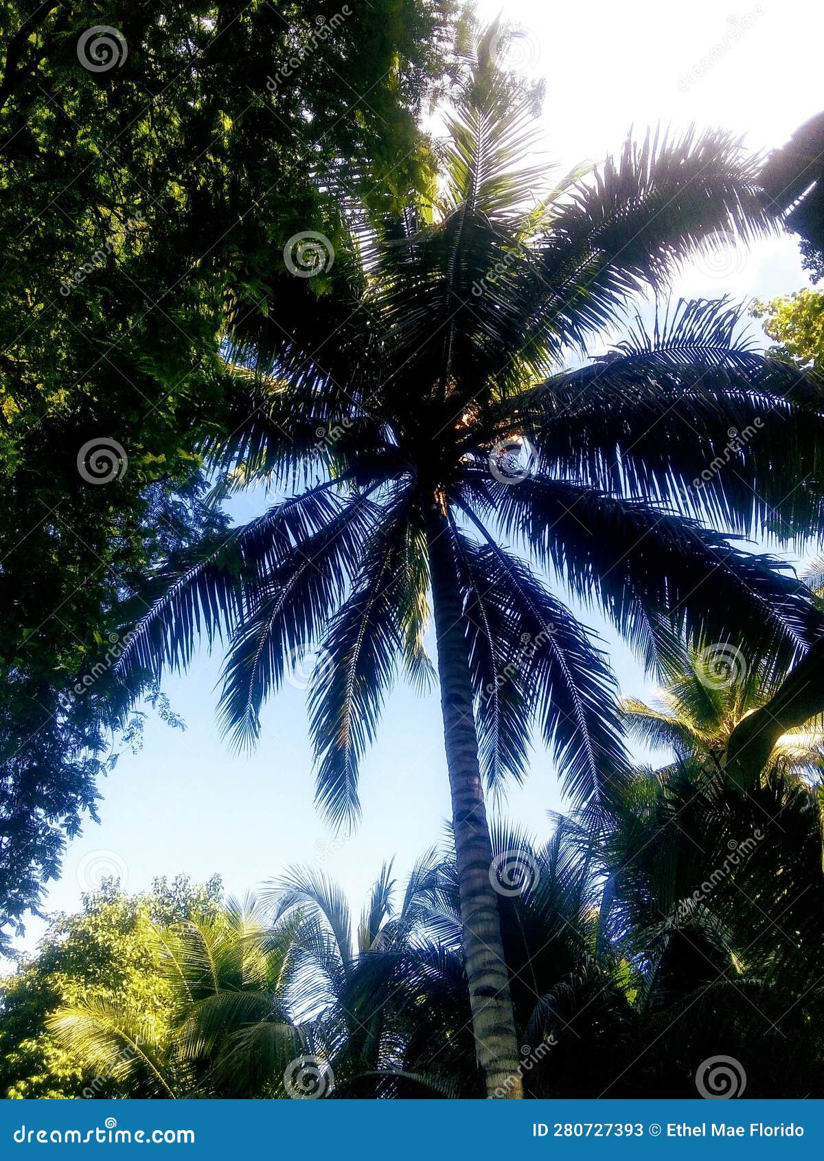 Coconut Tree Standing Tall stock image. Image of morning - 280727393