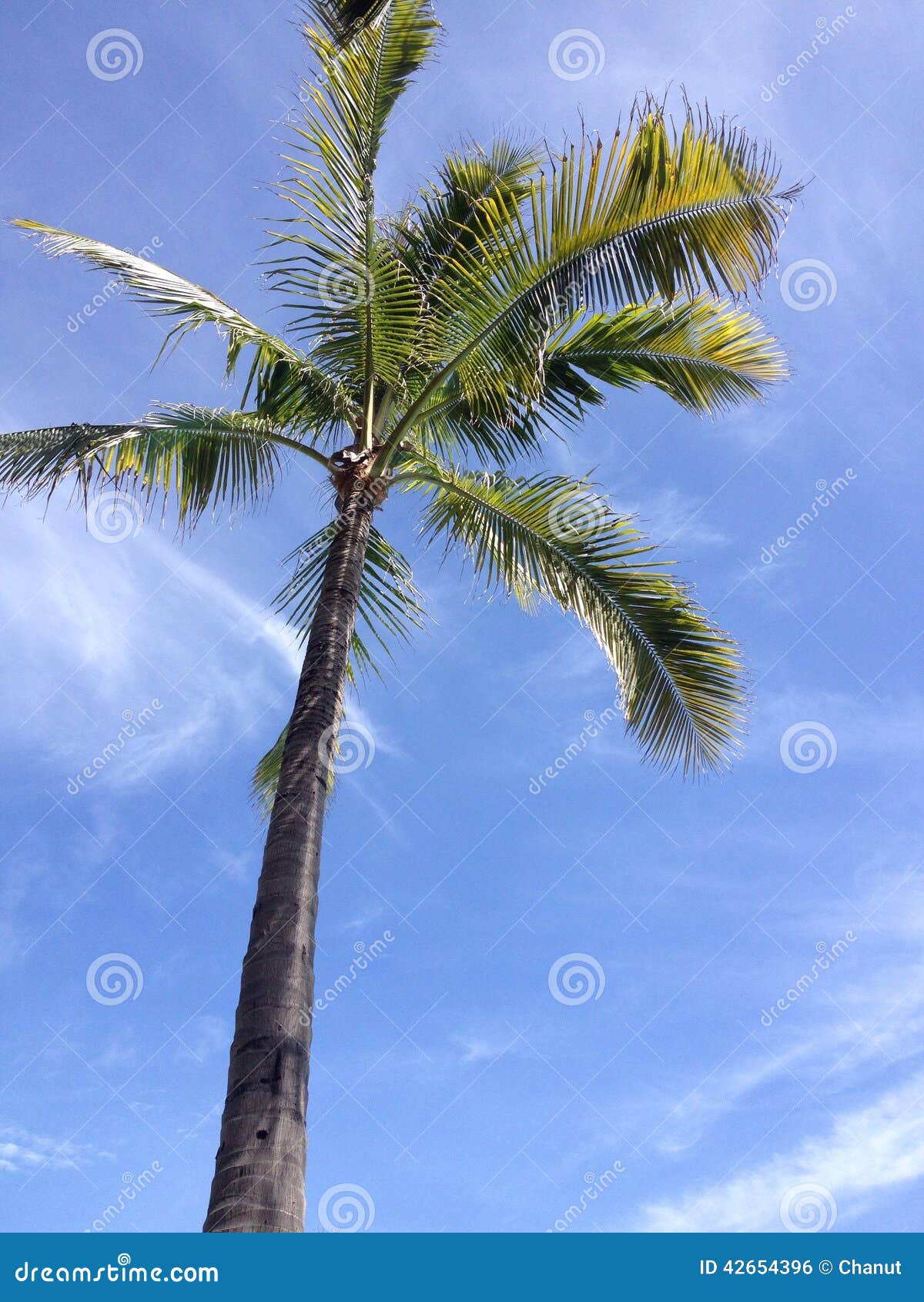 Coconut Tree editorial photo. Image of coconut, mango - 42654396
